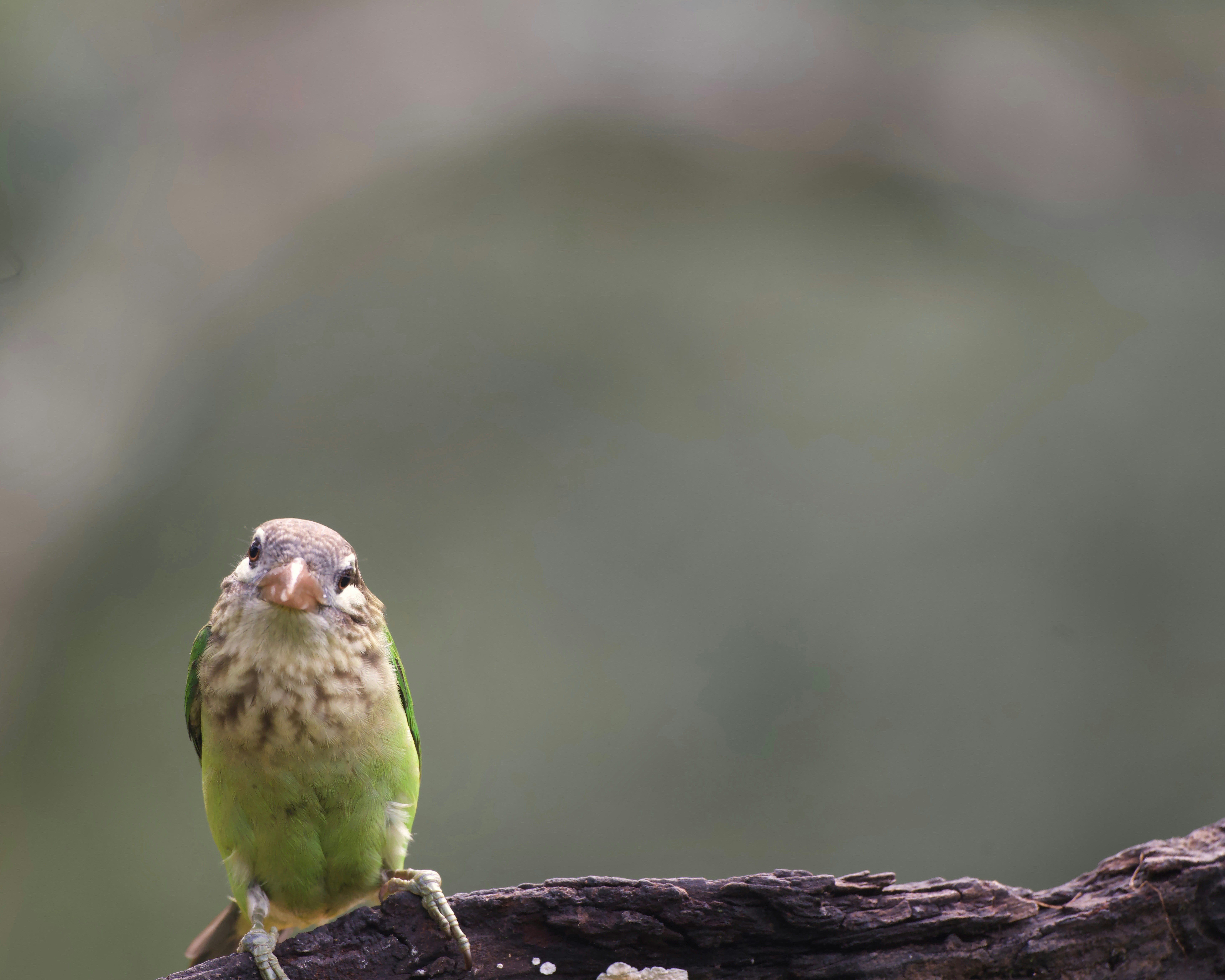 White-cheeked barbet