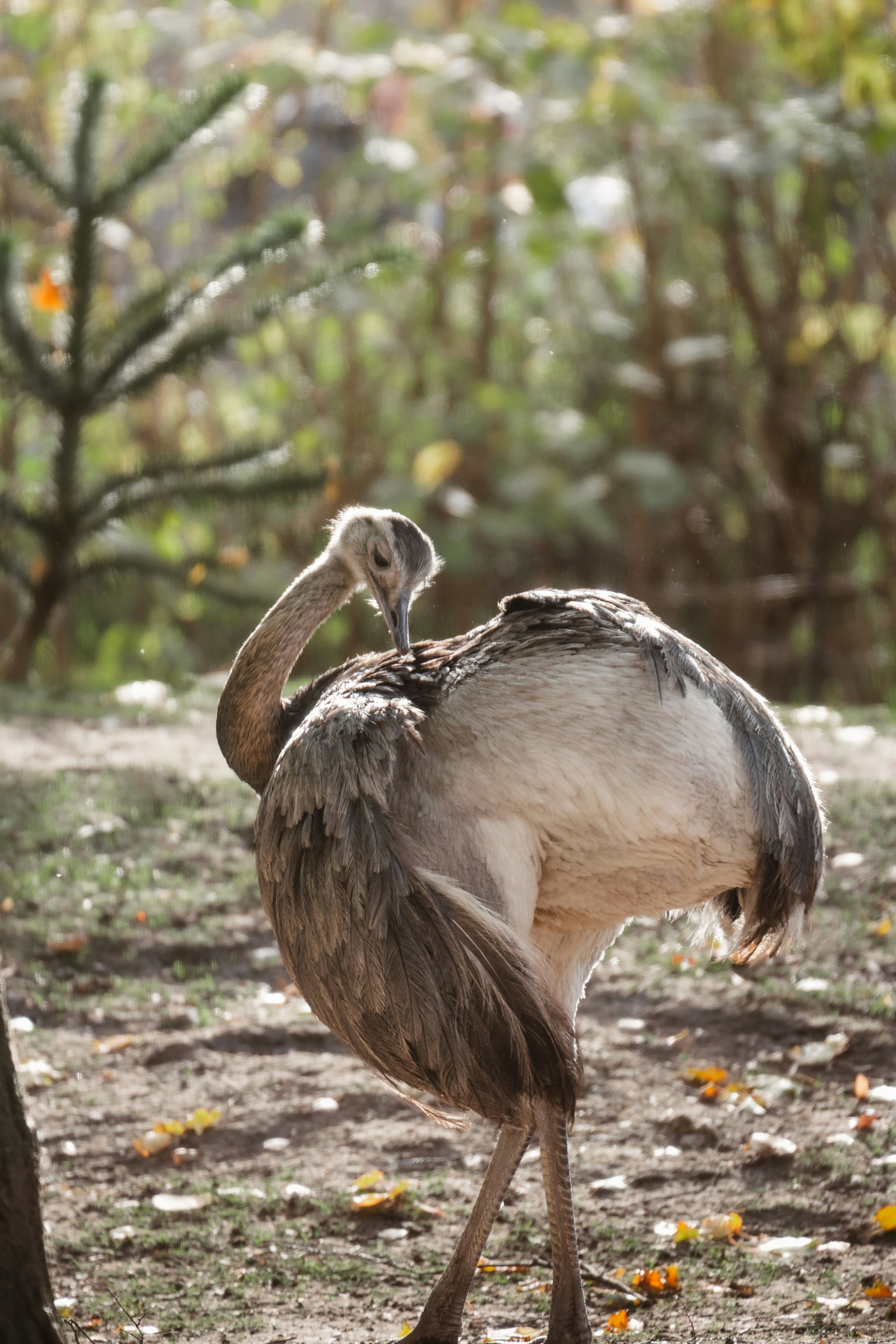 Elegant rhea preening feathers