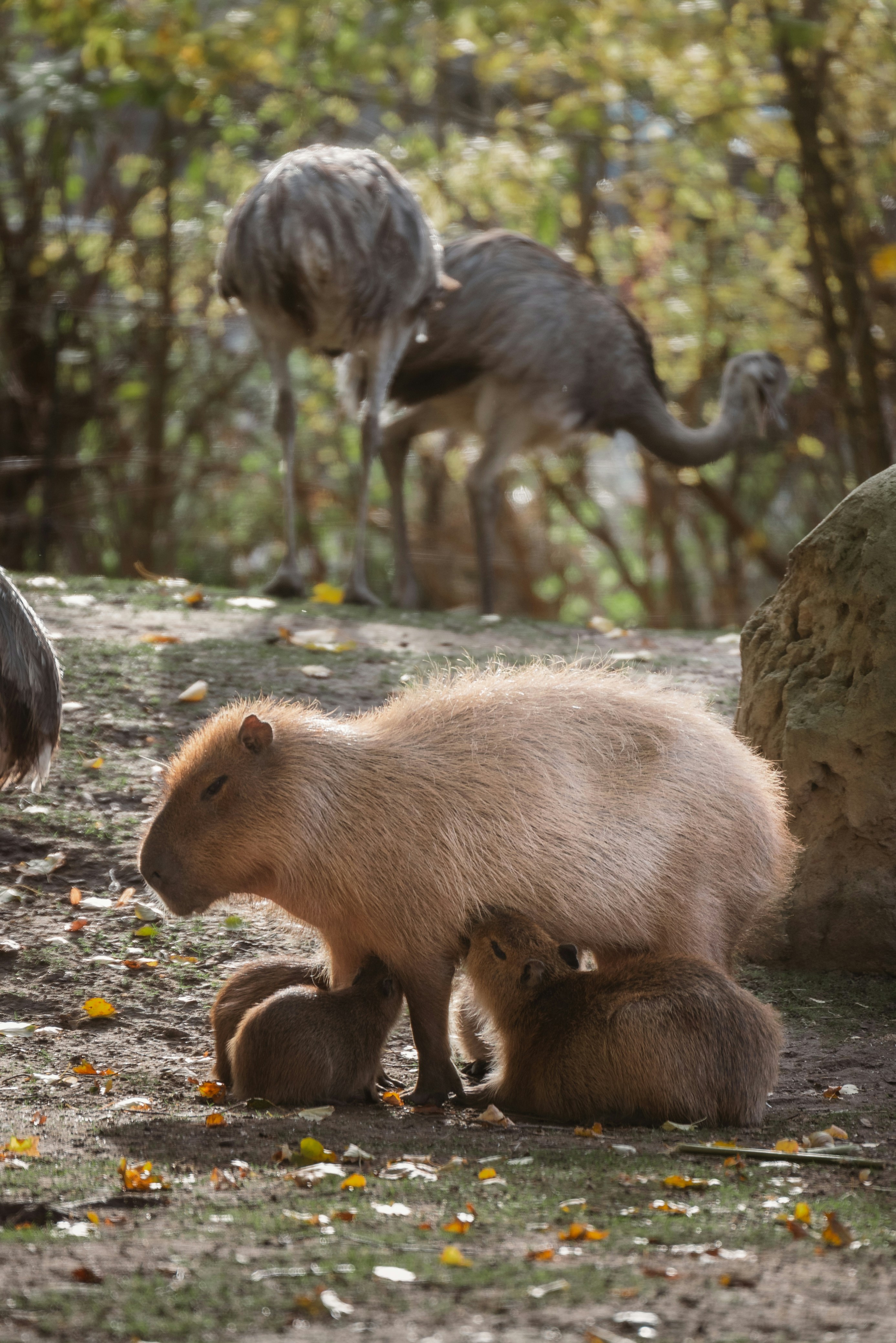 Mother Capybara and Young Onlookers in Soft Morning Light