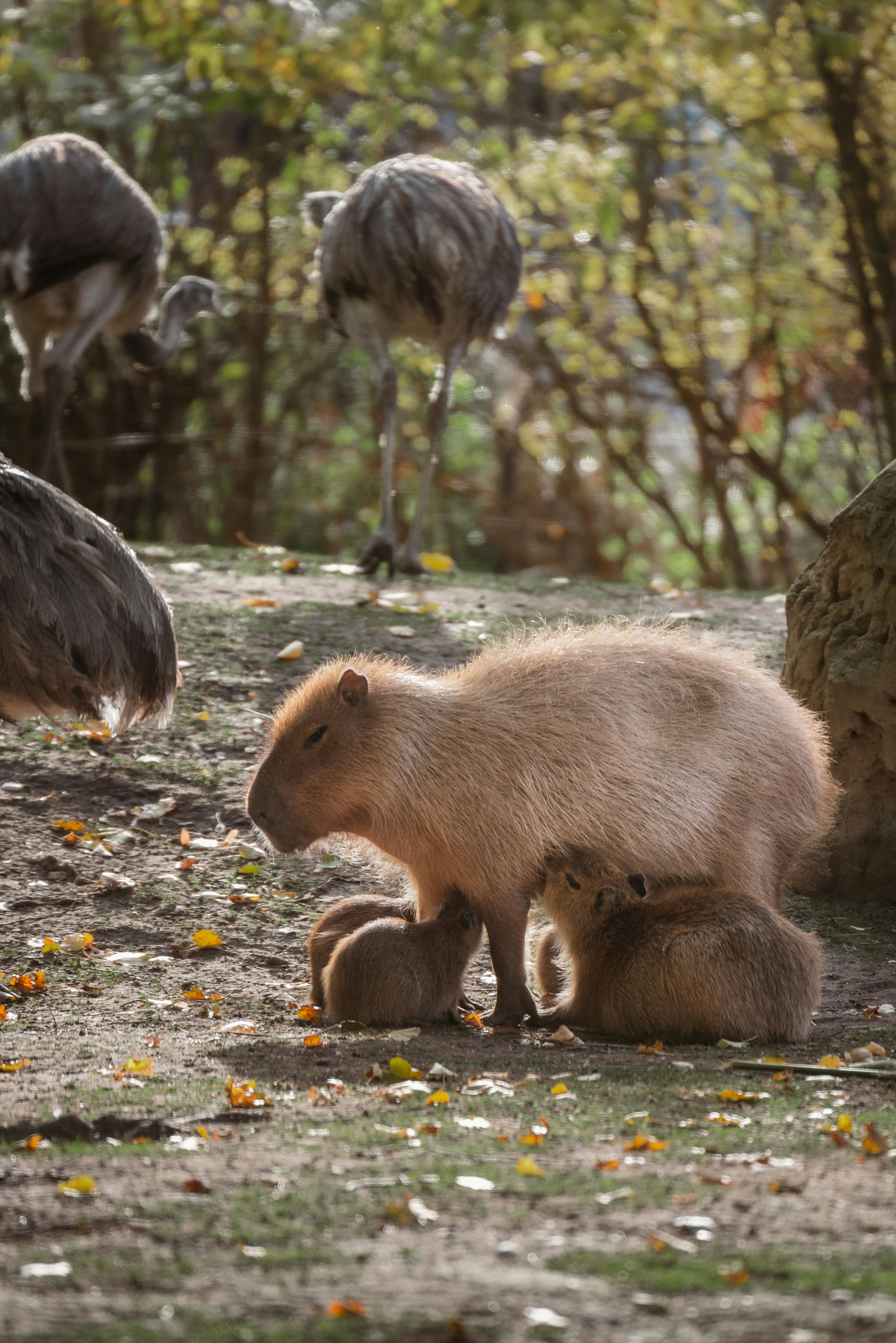 Milk-Soft Moment: A mother capybara and her joey in autumn light