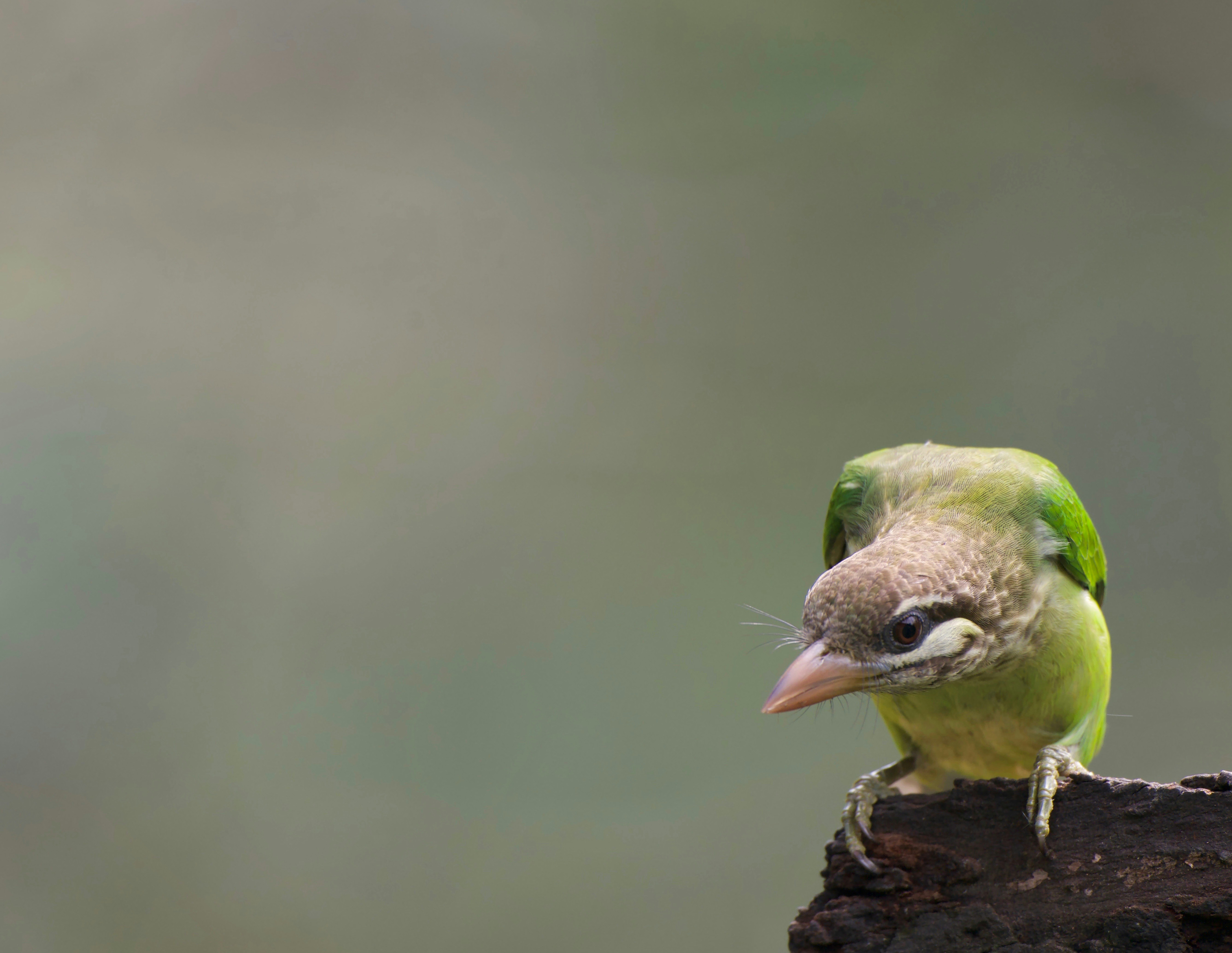 White-cheeked barbet