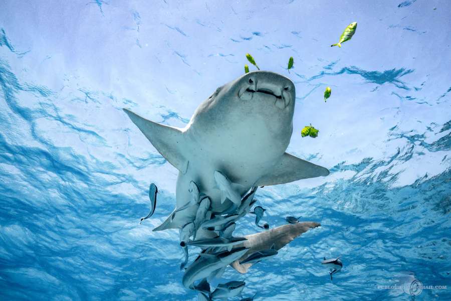 Coral-reef scene showing a great white-like shark cruising with sunlight filtering through turquoise water; smaller fish float nearby, creating a dynamic underwater moment.