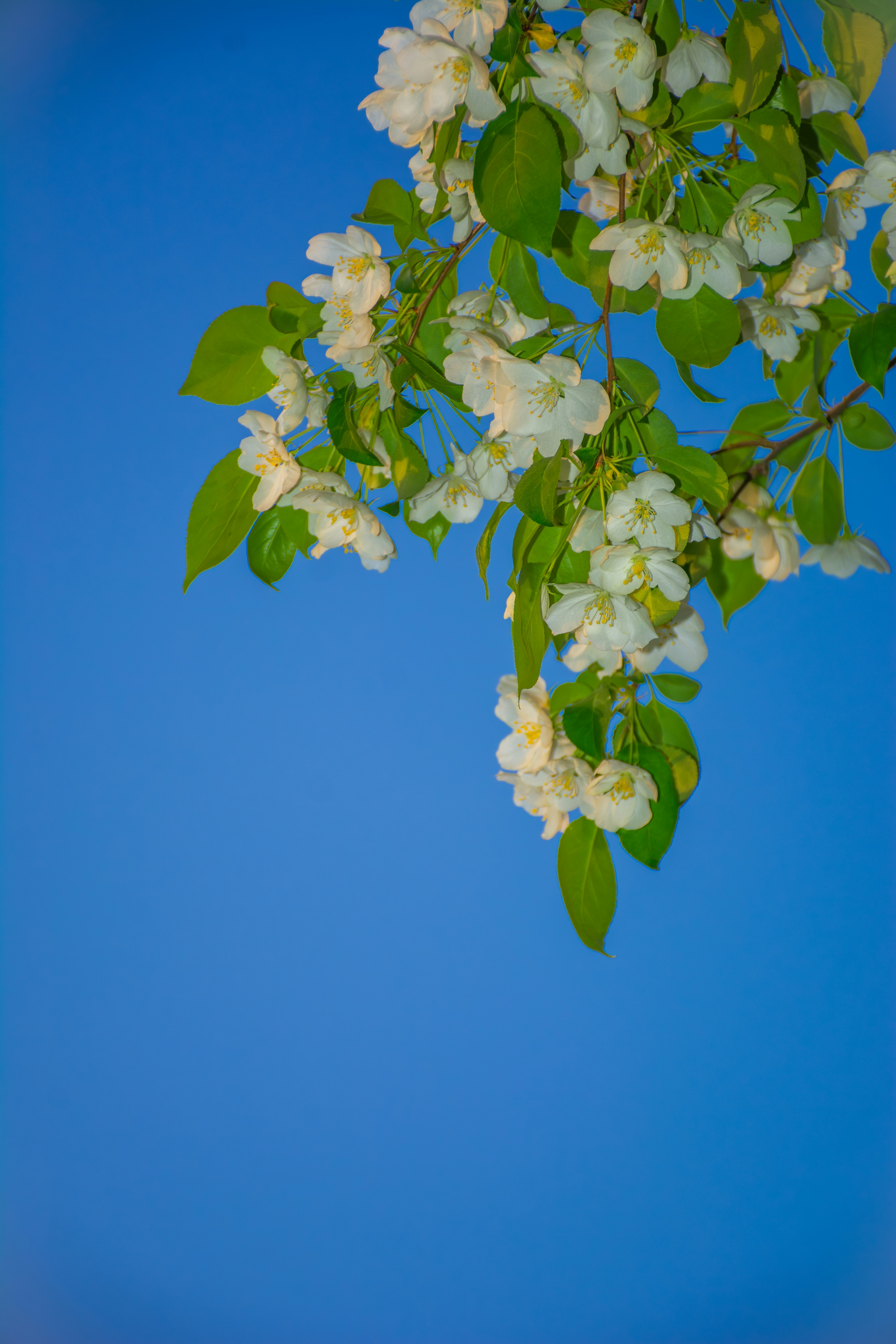 Blue Sky Bloom: White Flowers Draped Over a Branch