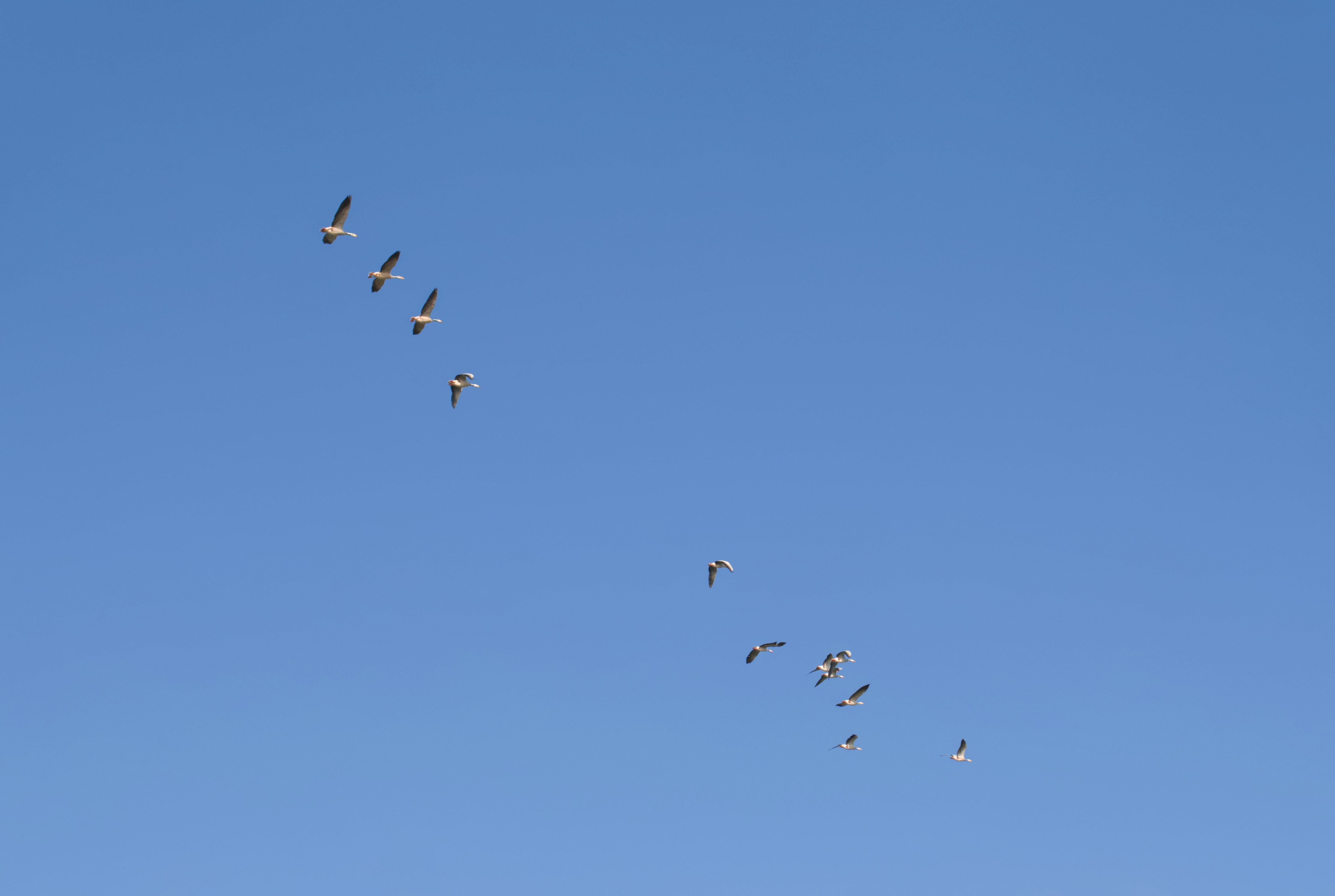 A flock of birds flying in a clear blue sky. photo – Free Bird Image on ...