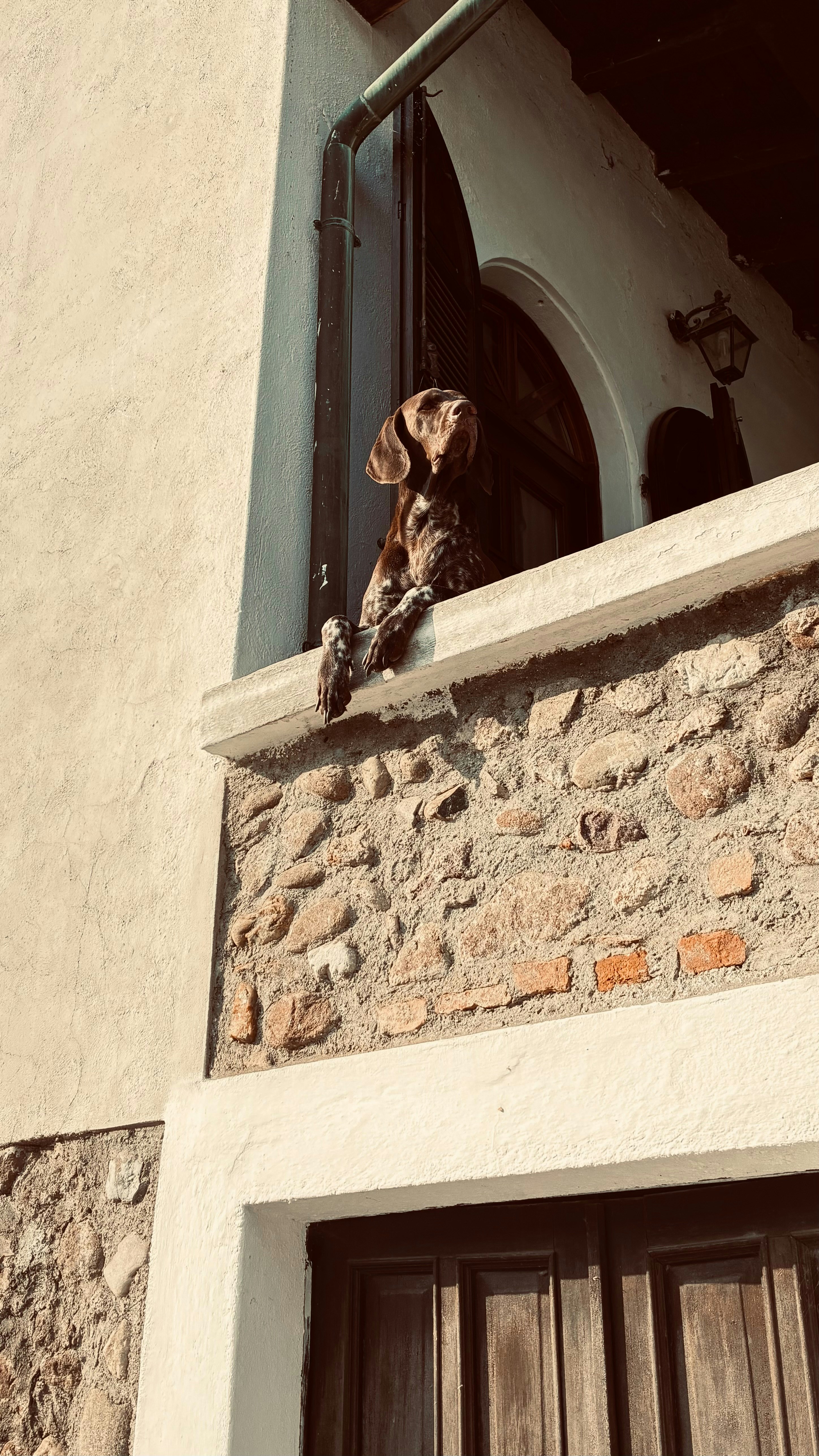 A brown dog sits on a ledge looking out photo – Free Dog Image on Unsplash