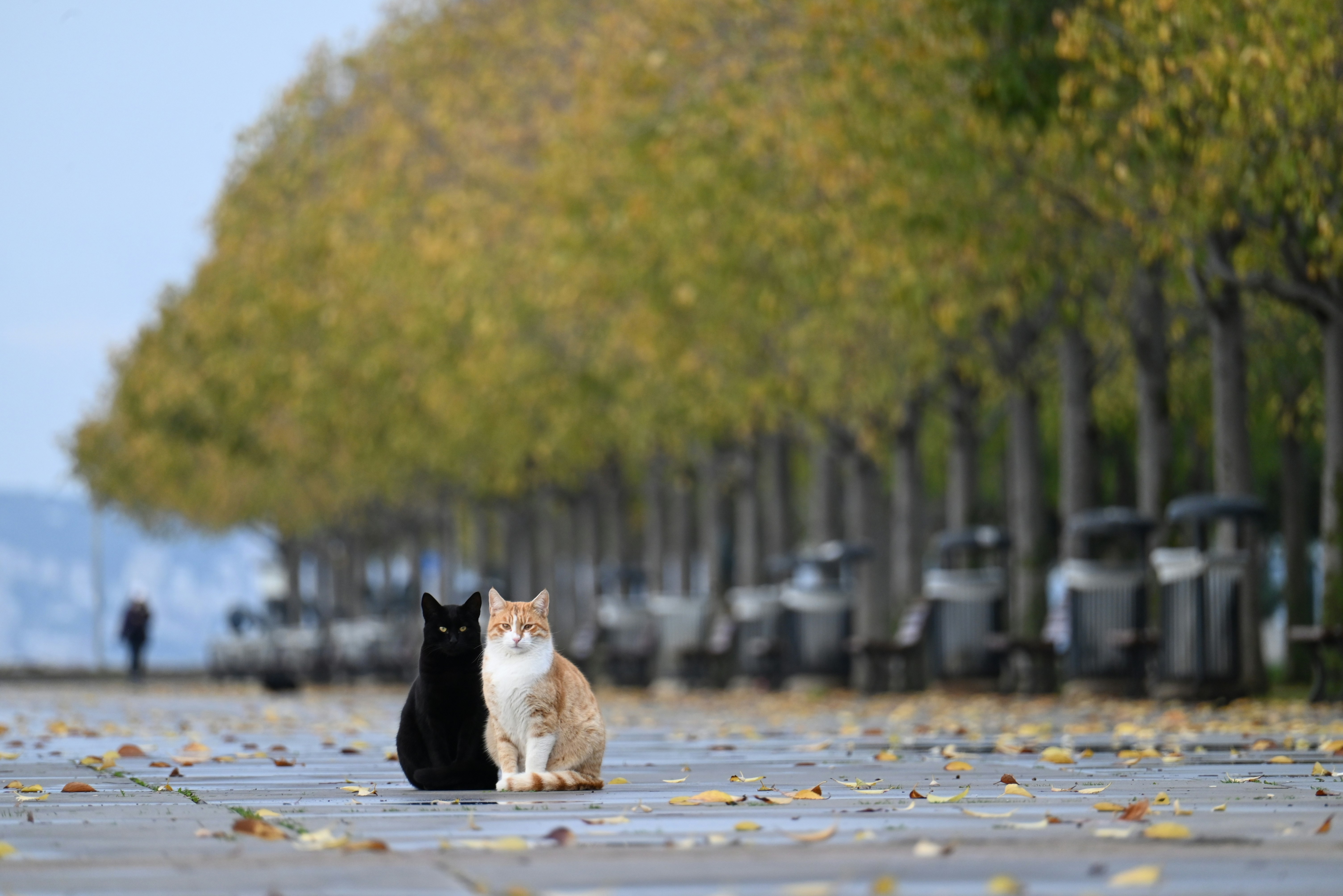 Quiet Companions on a Leaf-Strewn Avenue