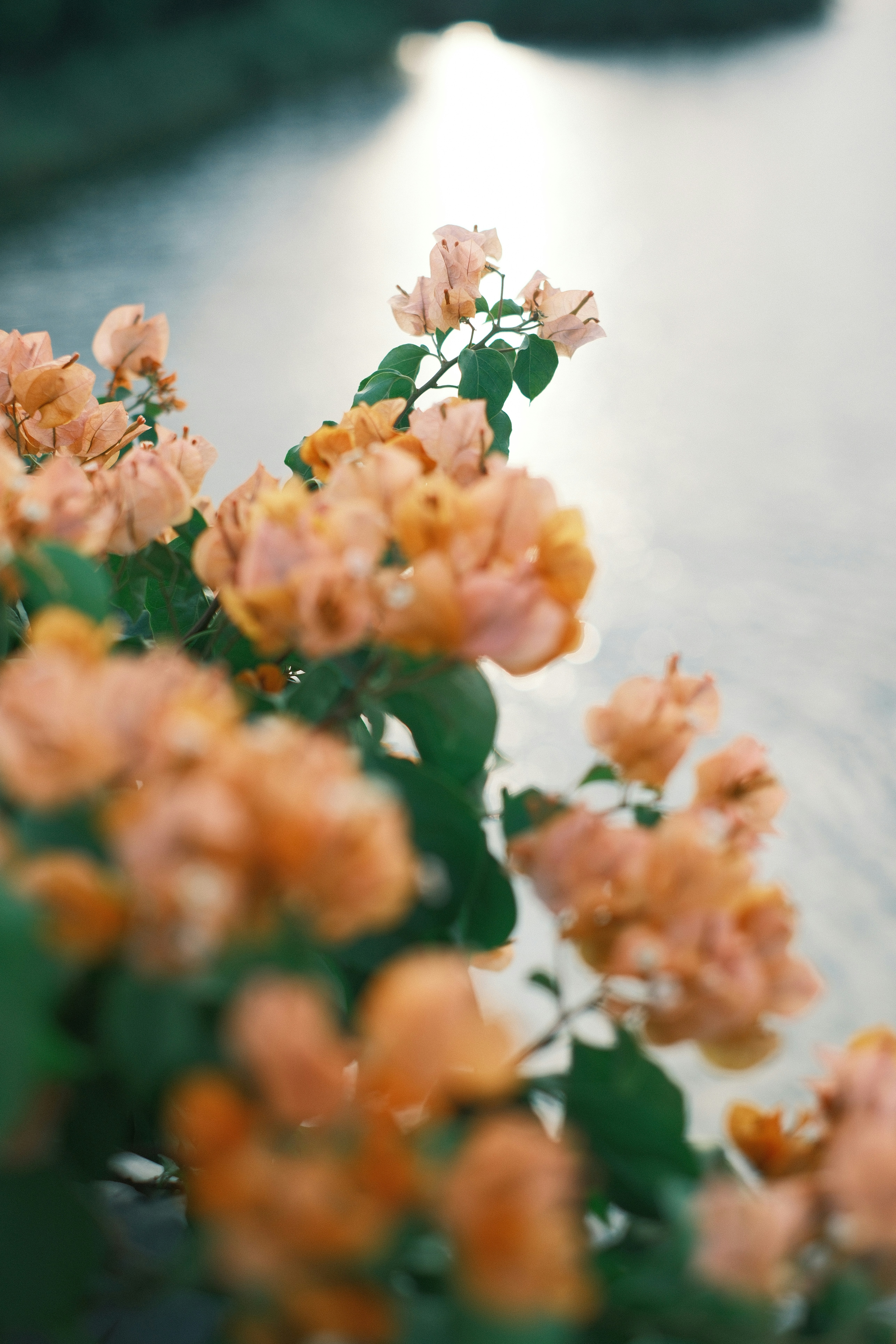 Peach Bouquets in Soft Backlight by the Water