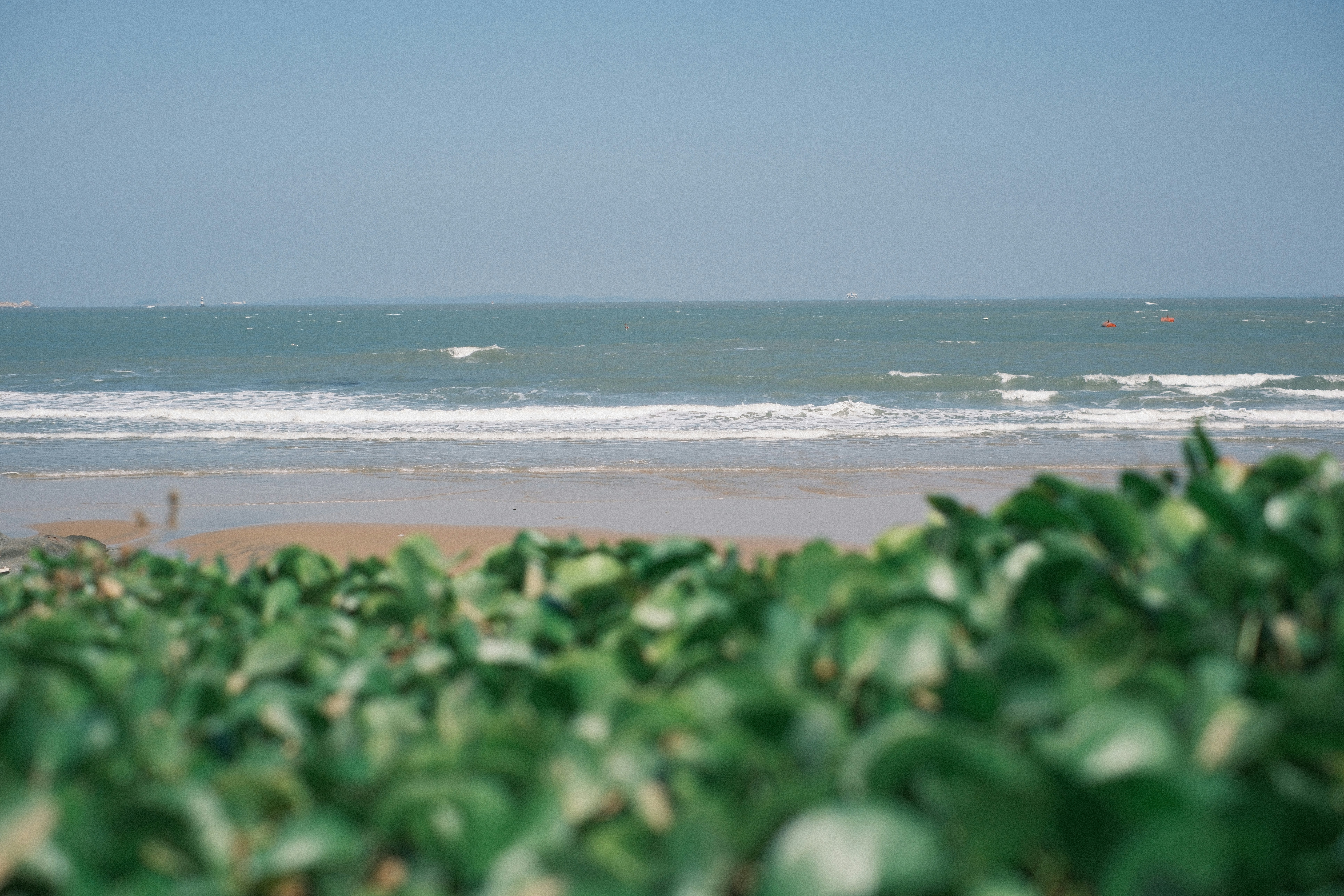 Sea Breeze Over a Sea of Green