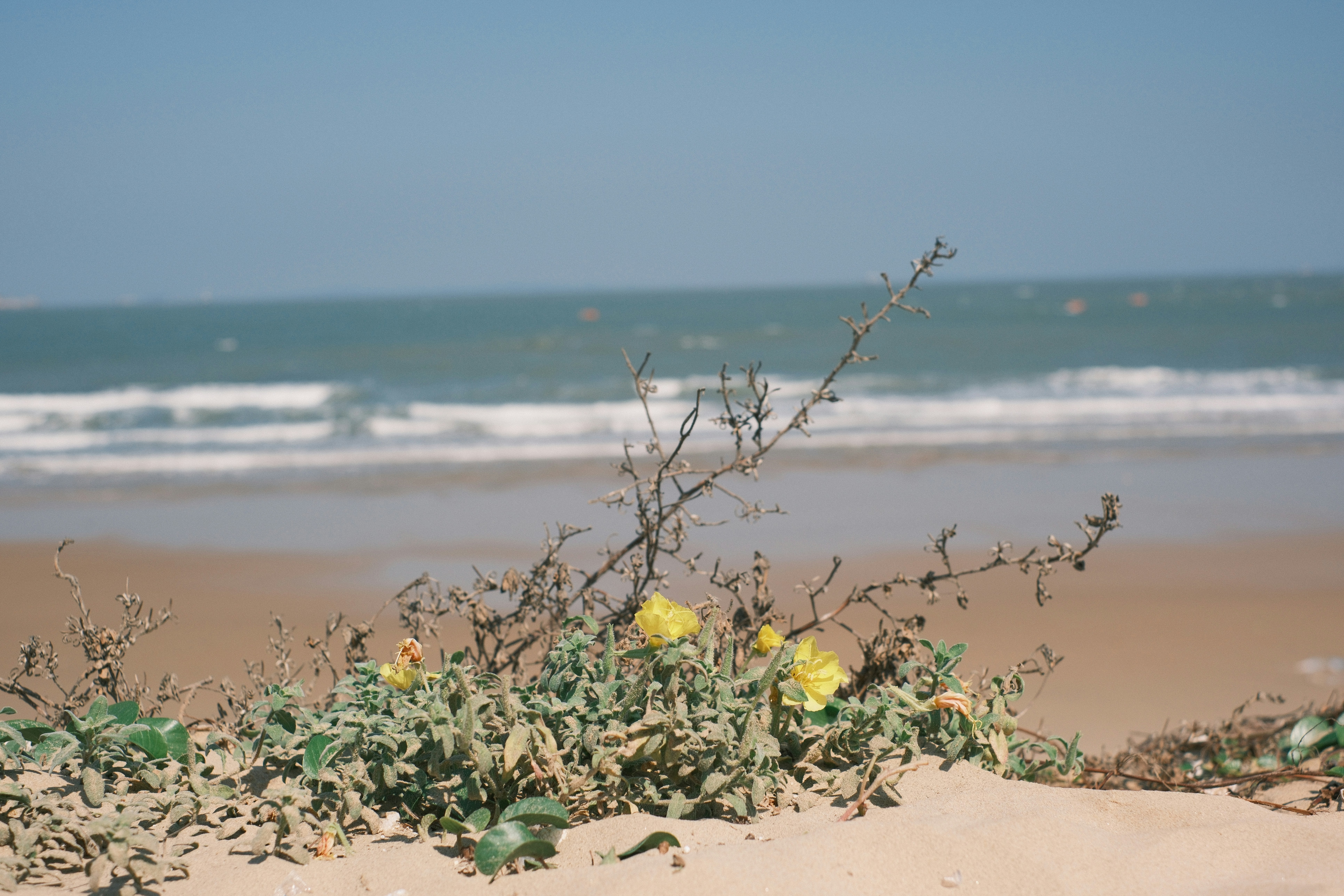 Dune Flora Framing the Atlantic Rest