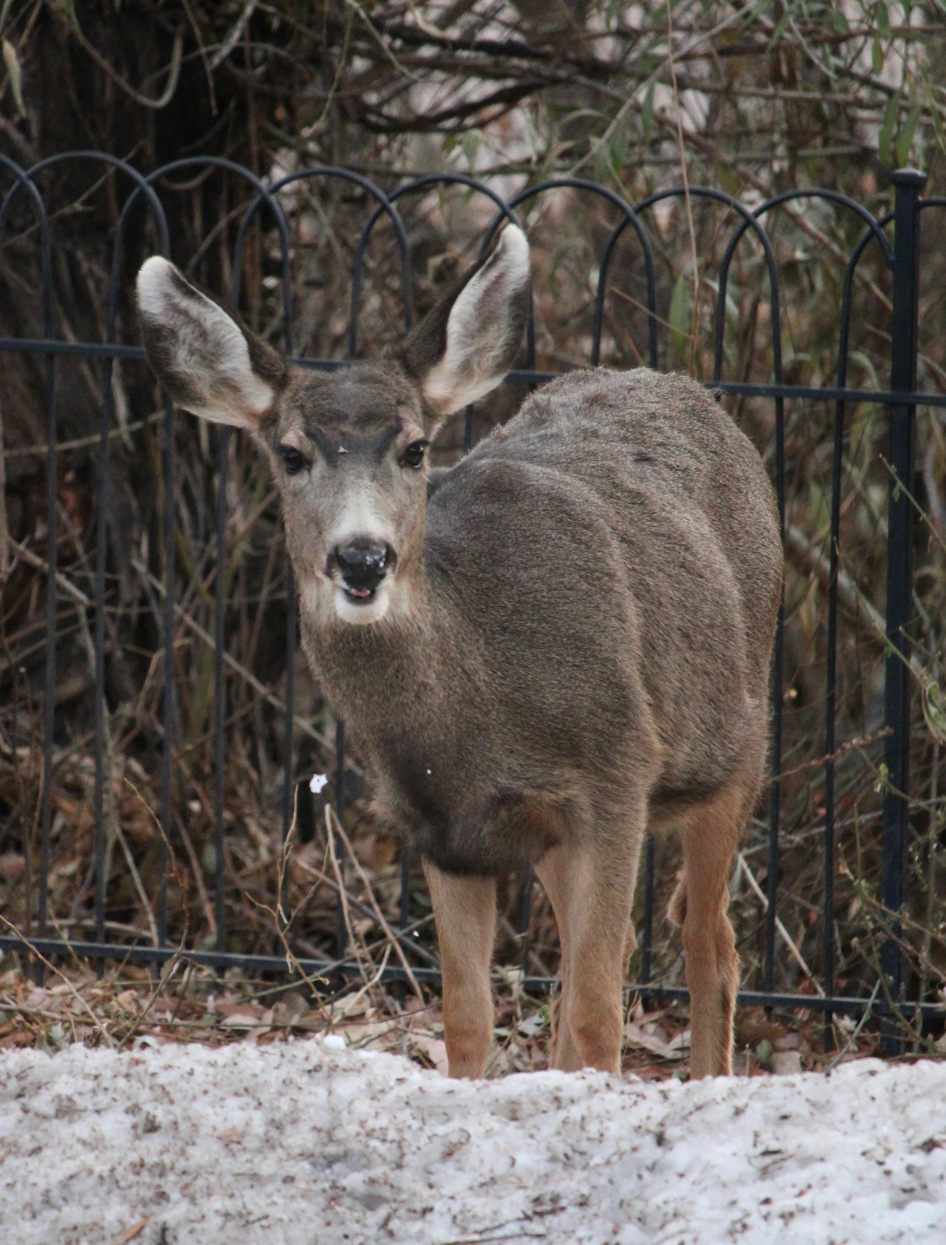Maultierhirsch Mule deer