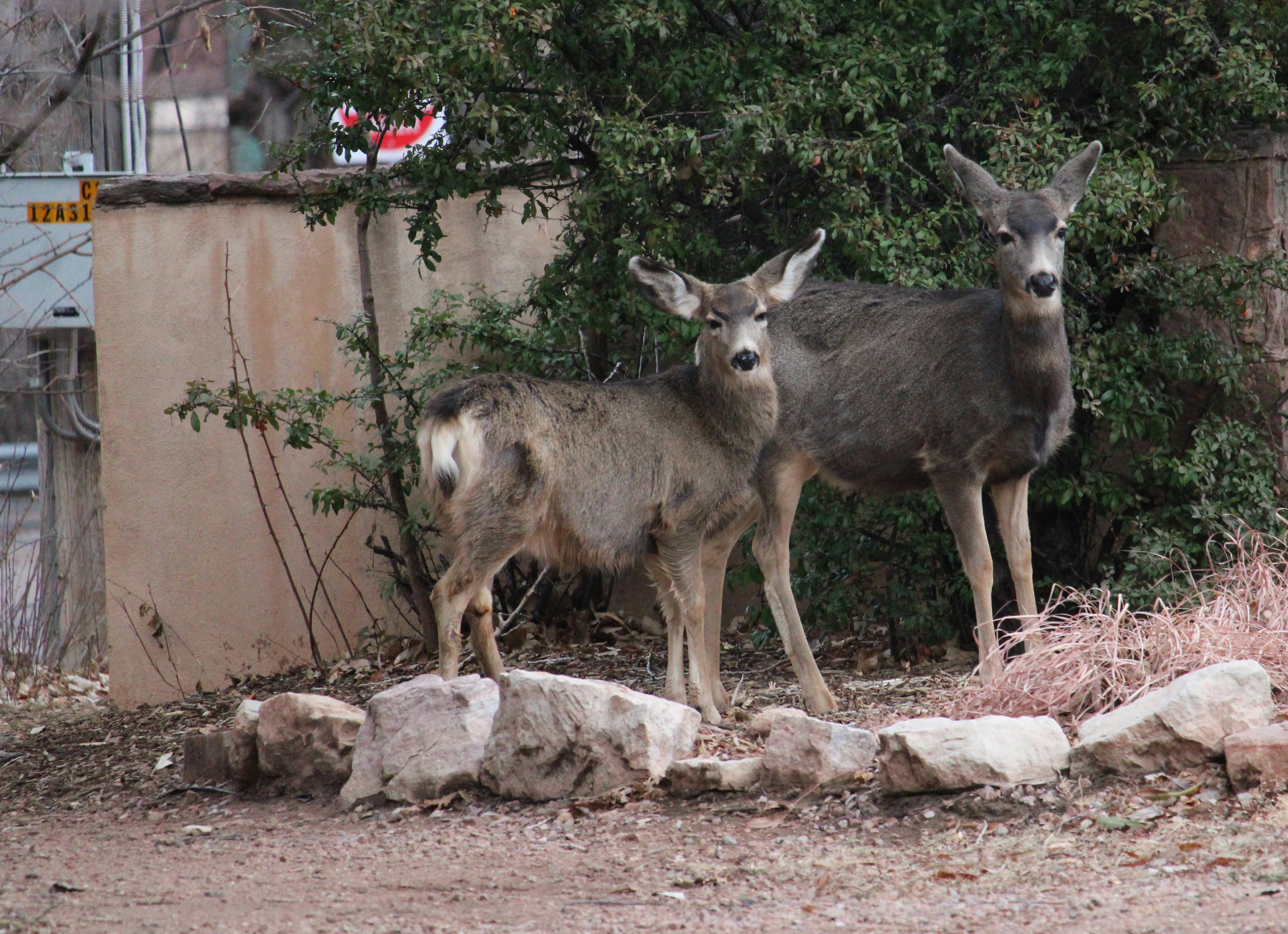 Two urban-equivocal deer watch from a rocky border