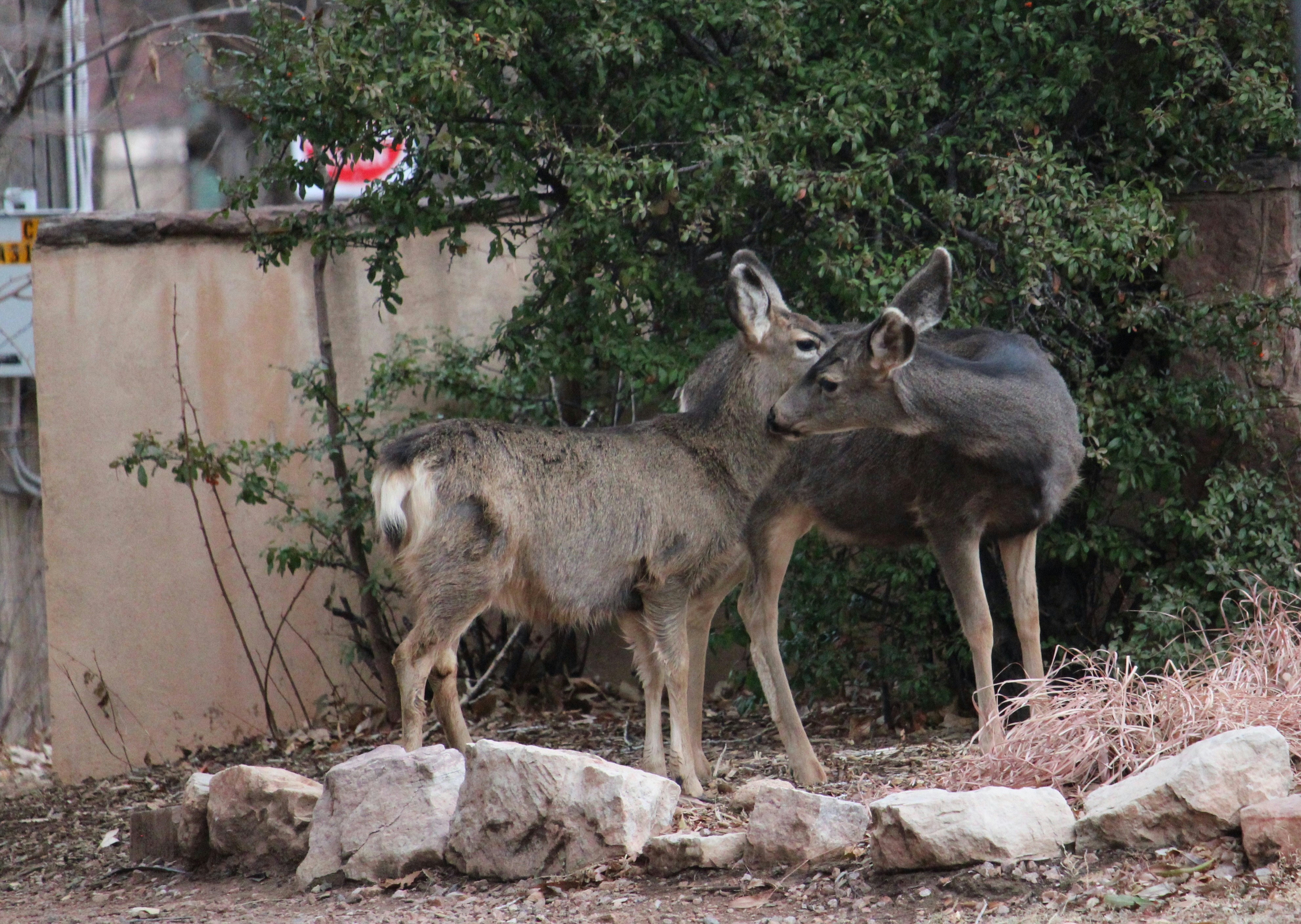 Near-Center Howl: Two Coyotes in Quiet Yard Light