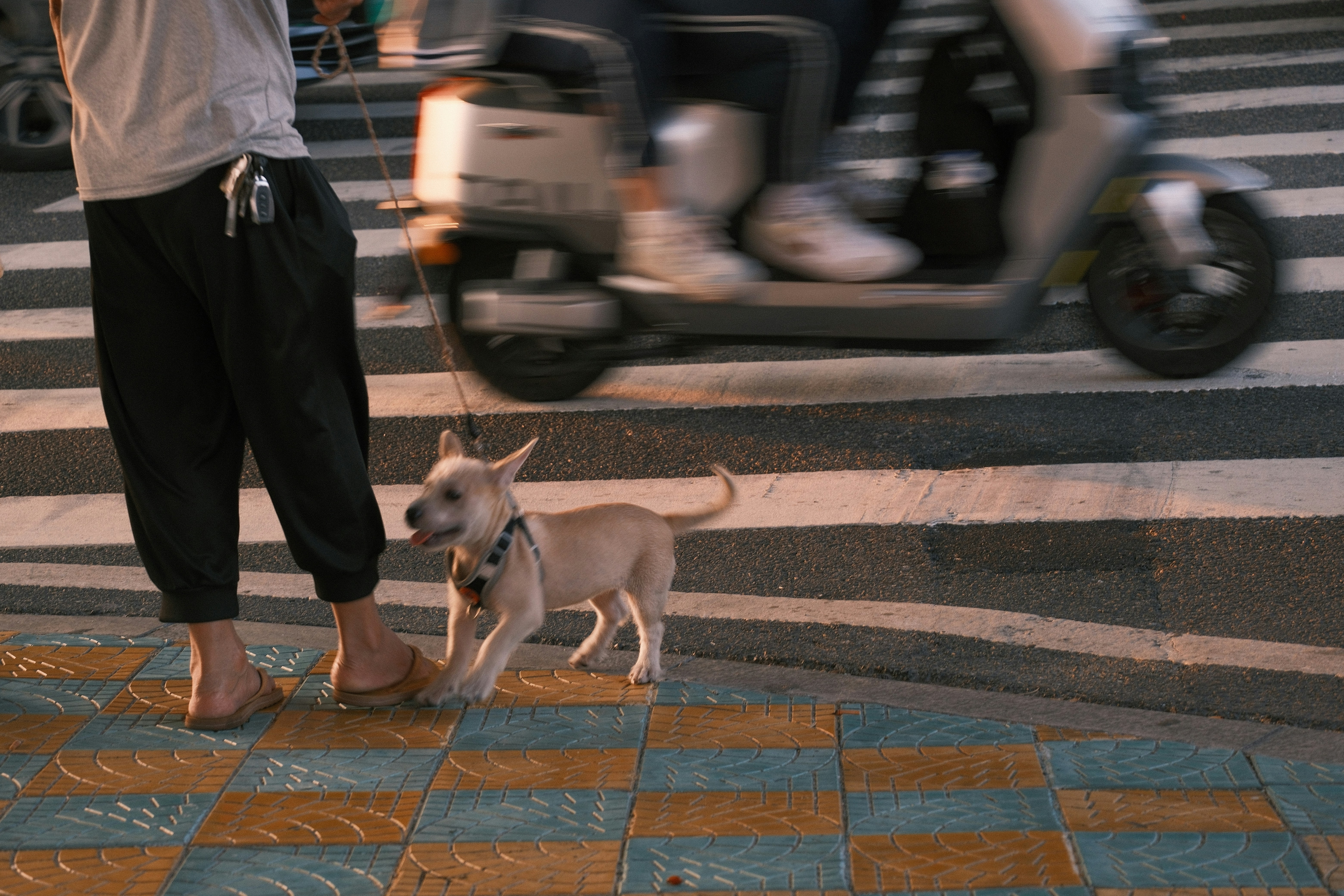 Tiny Pup, Big Moment: A Dog leash-tug at the Pedestrian Crossing