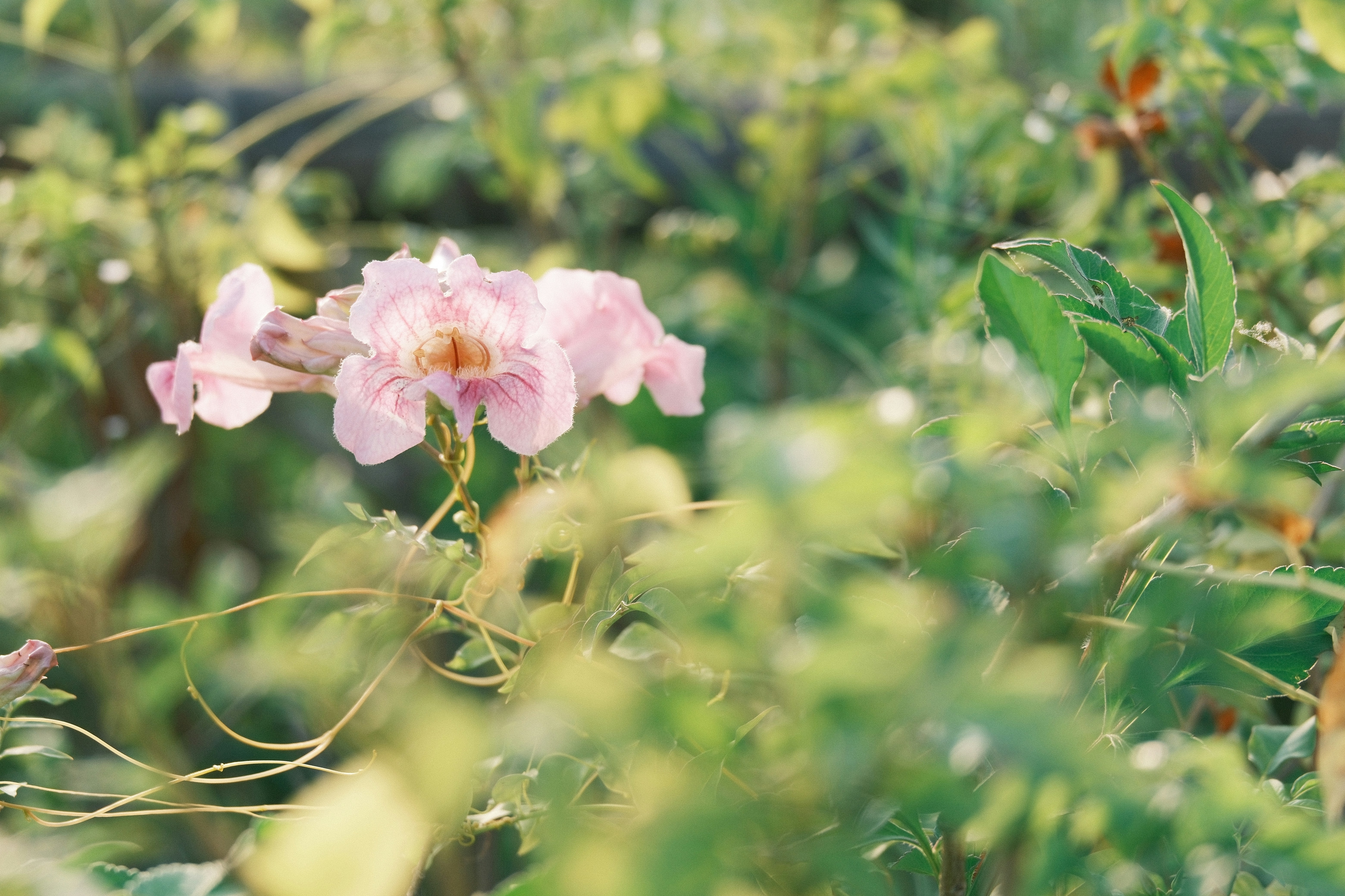 Pink trumpet blooms framed by garden haze