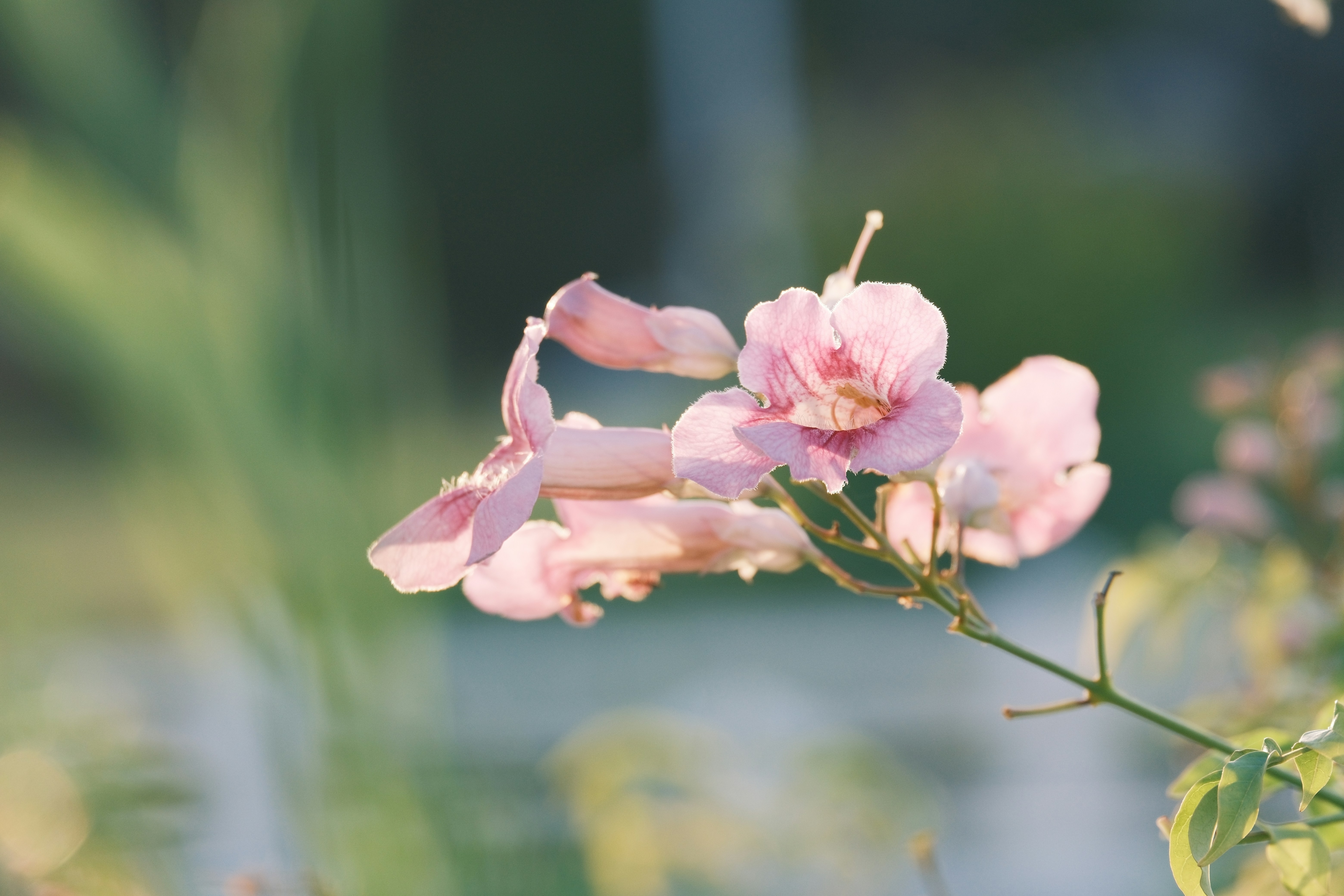 Soft Pink Bloom in Gentle Backlight