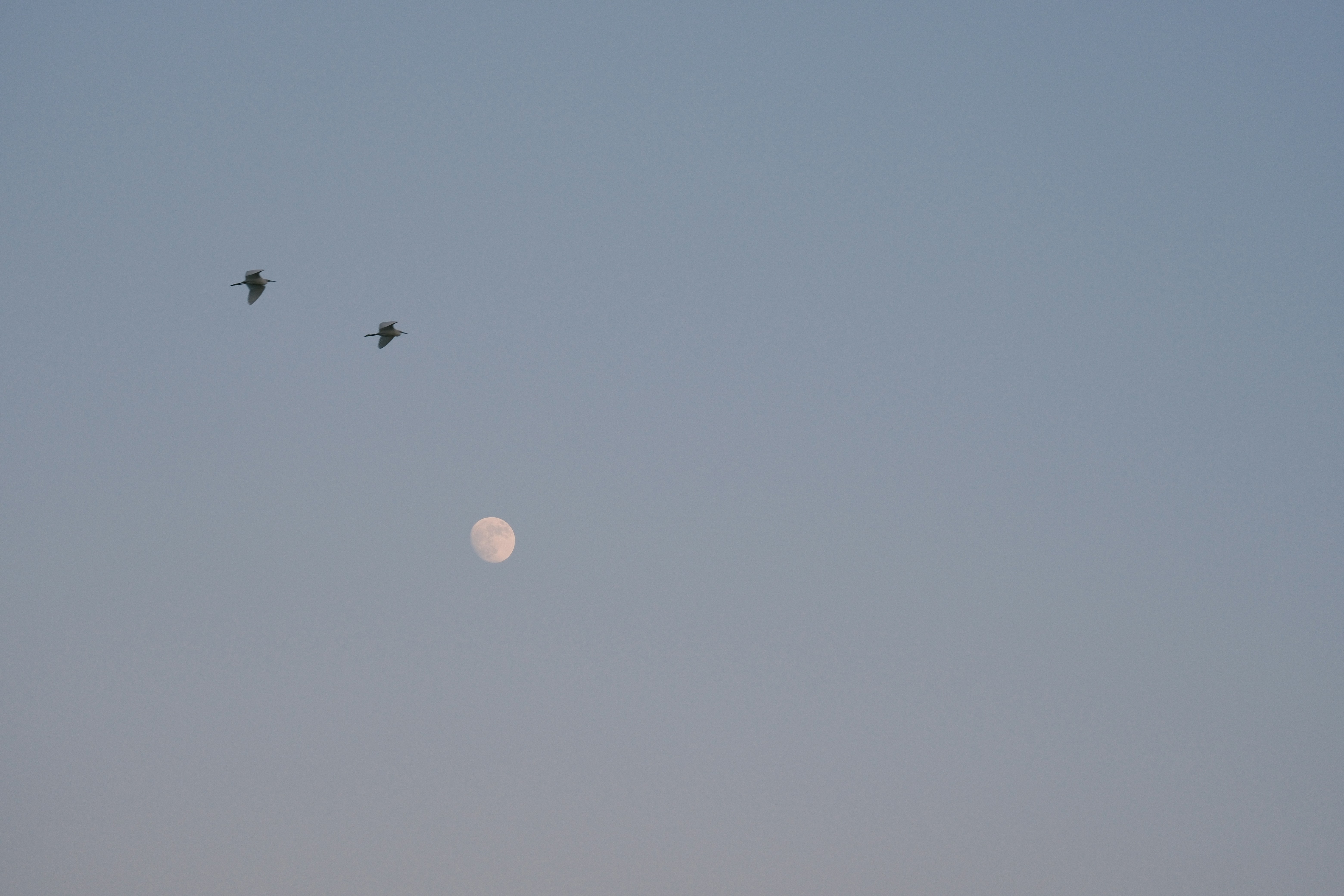 Horizon Gulls at Dusk: A Pair Above the Moonlit Quiet