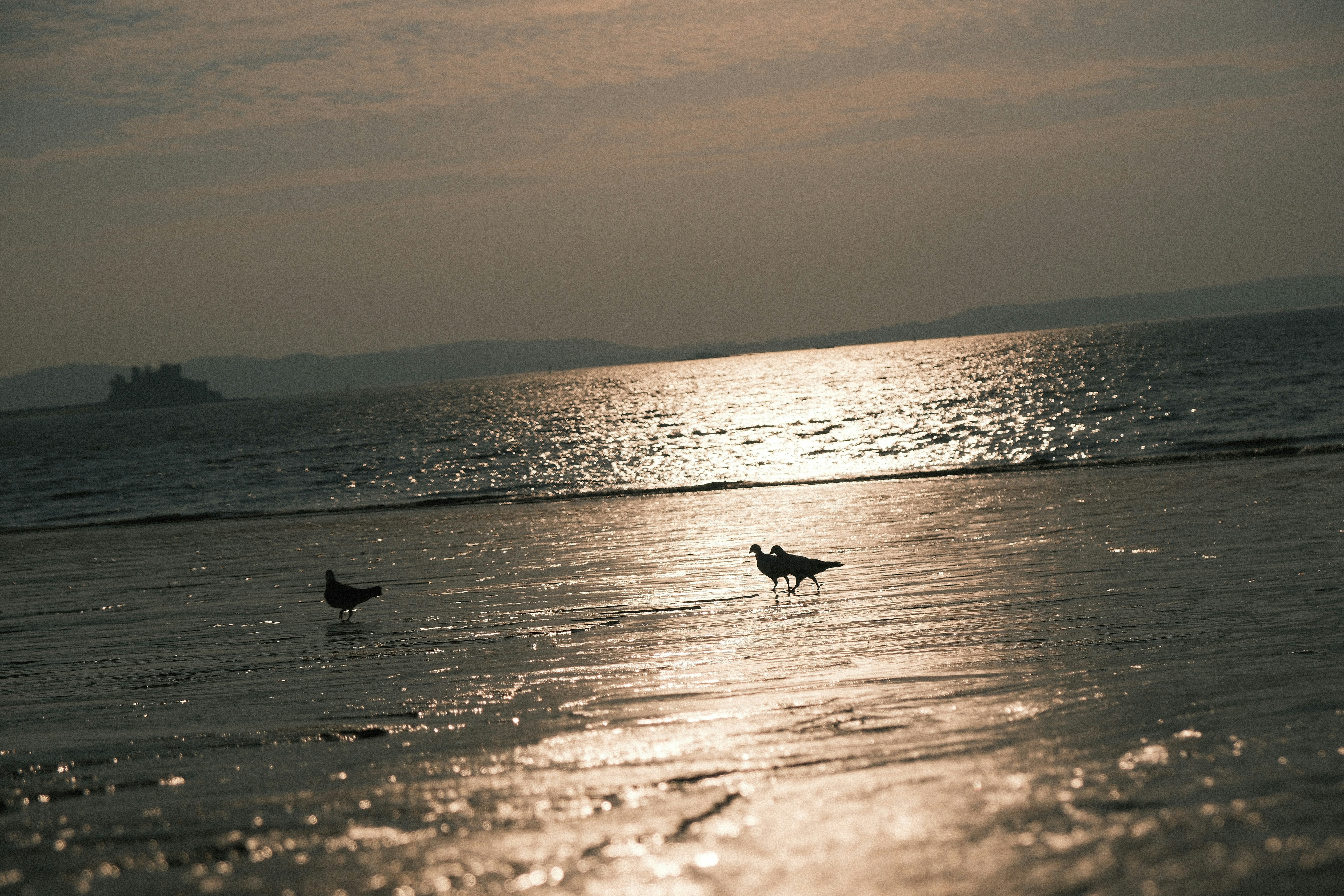 Silhouetted Birds and Sunlit Tides at Dusk
