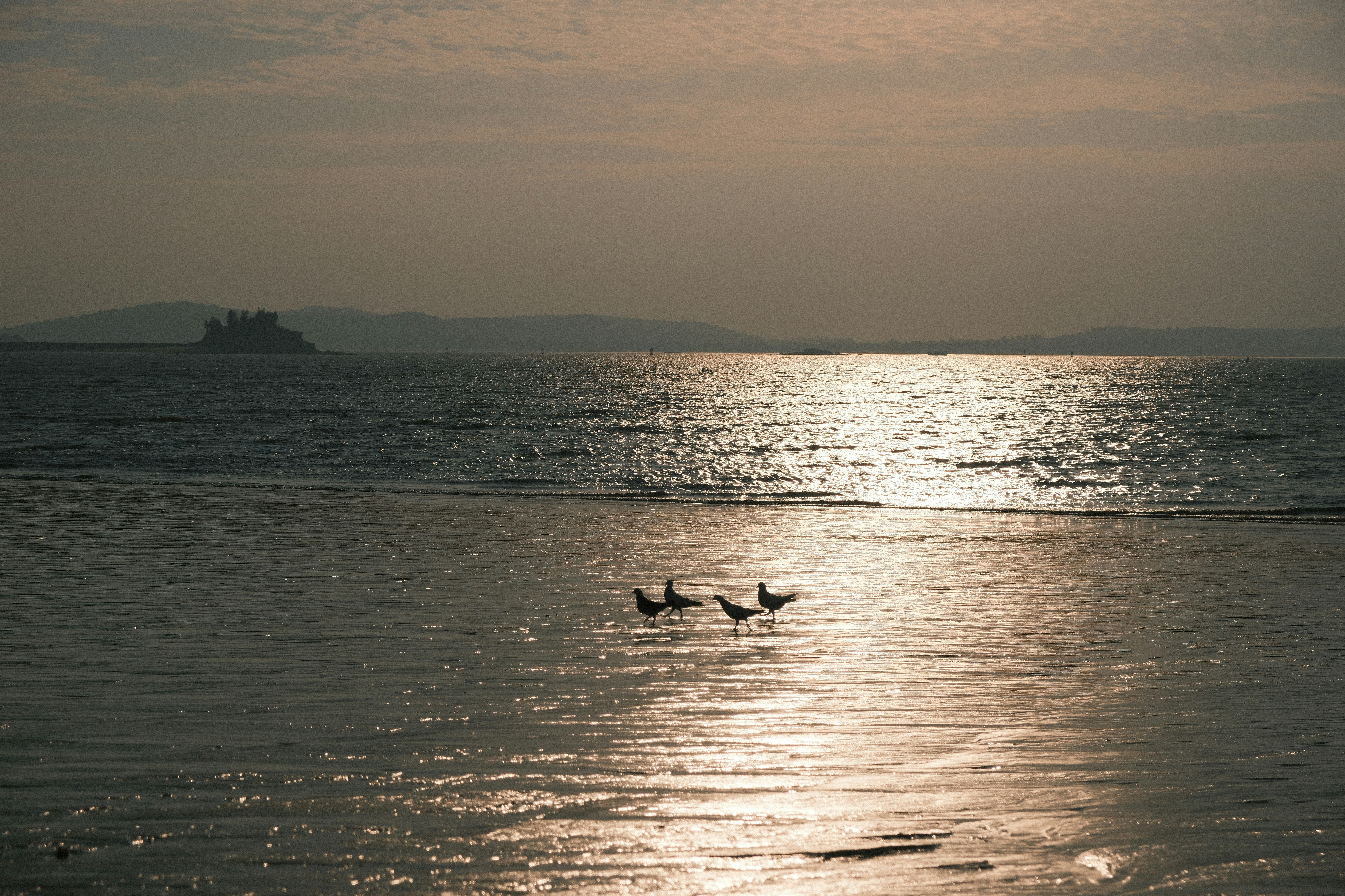 Gliding Ducks Against a Silvery Horizon