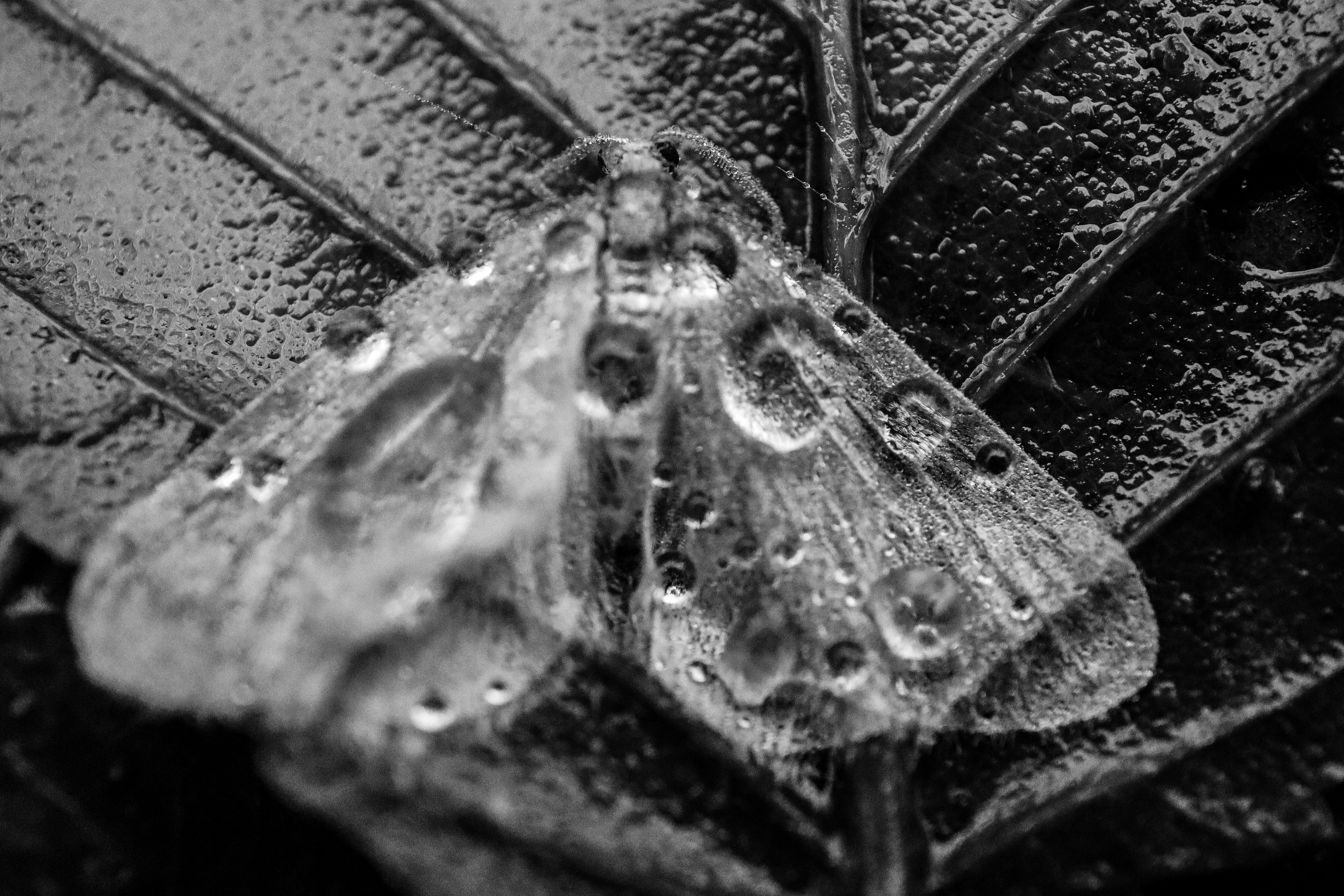 Muted Moth on a Rain-soaked Leaf: A Close-up Study of Texture and Quiet Detail