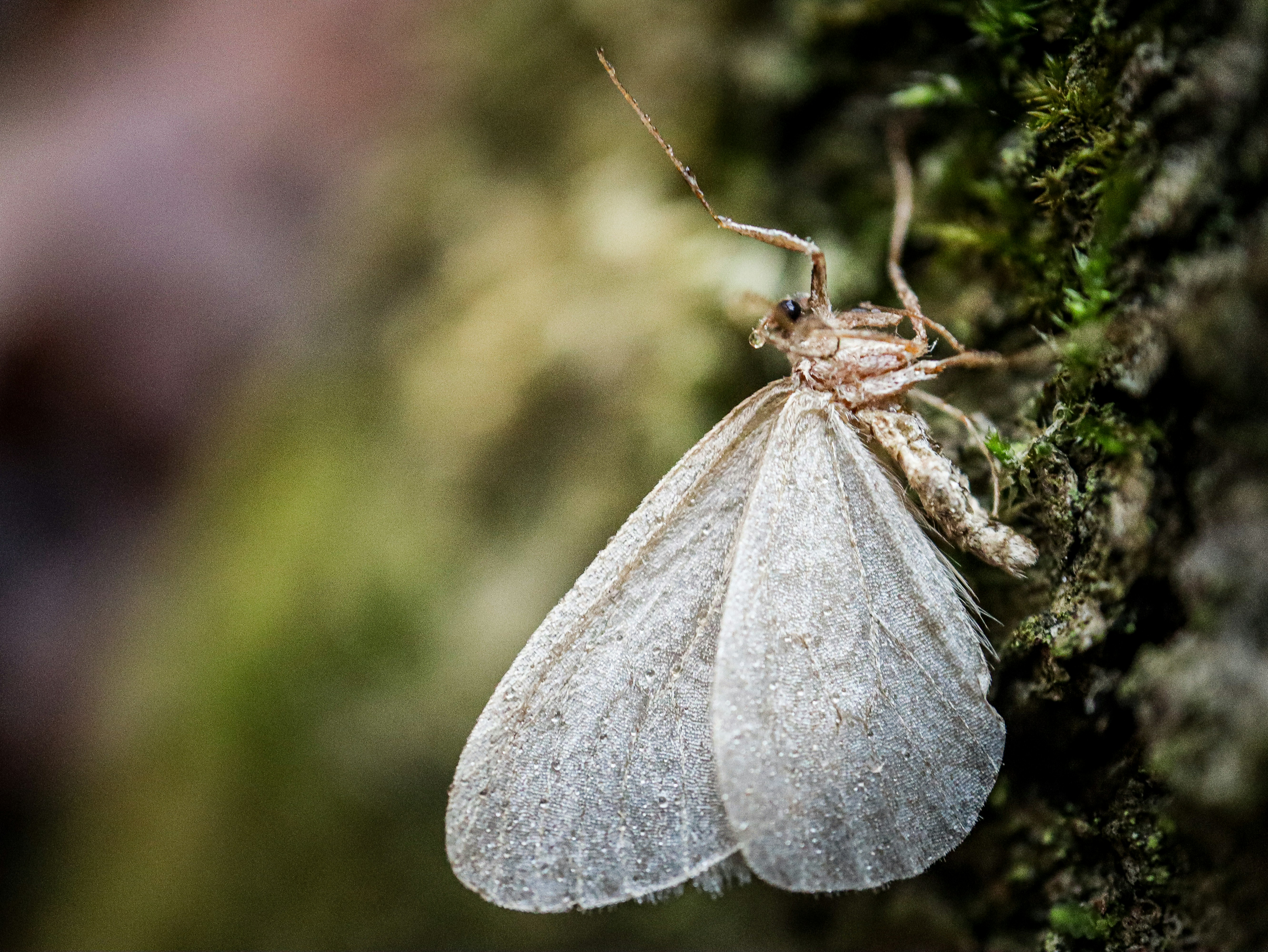 Gray Moth Clinging to Mossy Bark in Soft Focus