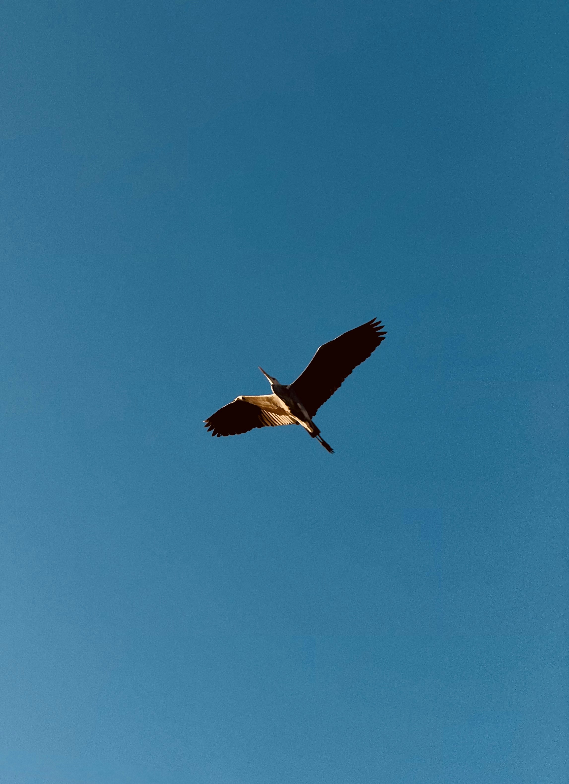 Bird Against a Clear Sky: A Lone Glide
