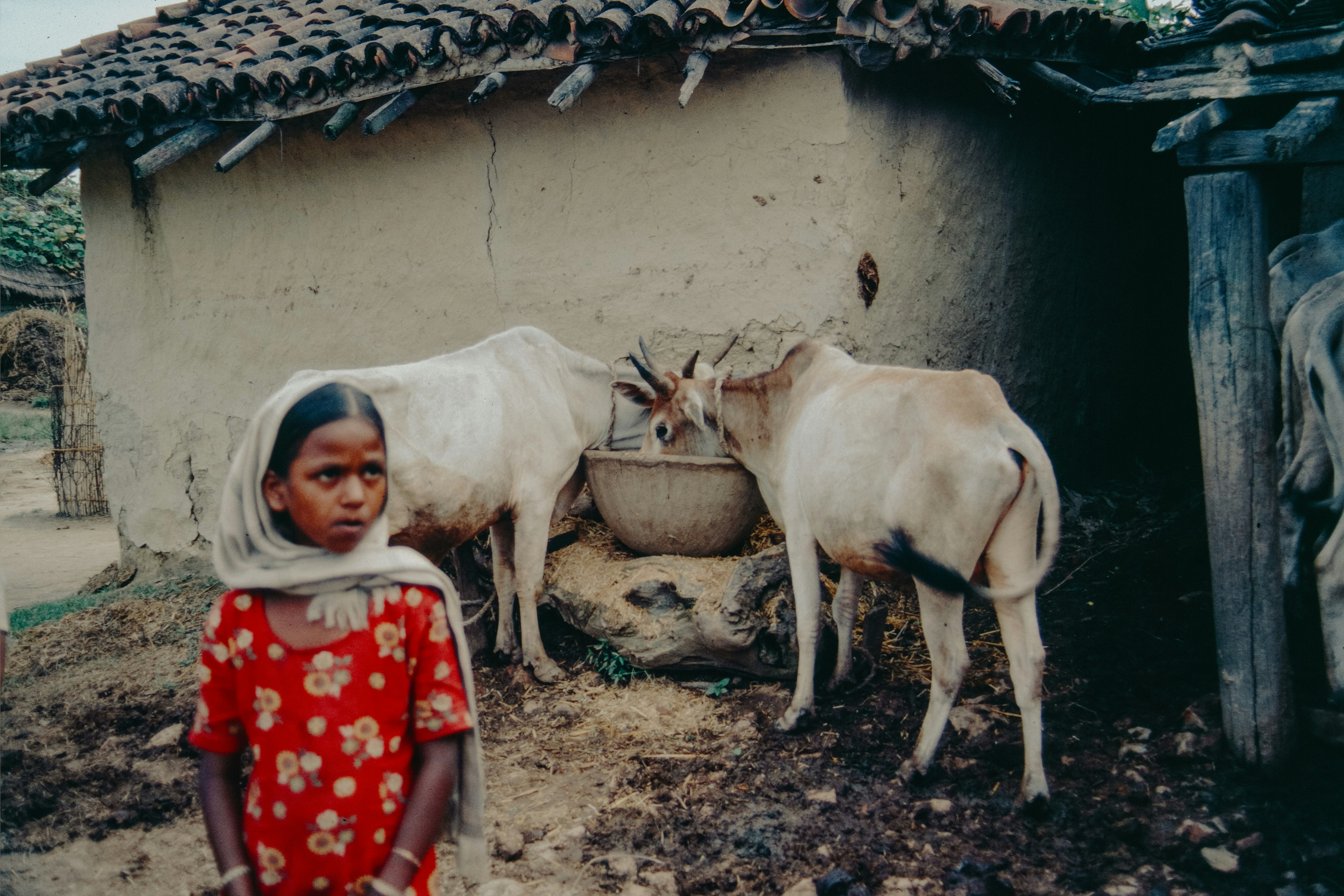 Rural Development Pictures | Download Free Images on Unsplash
