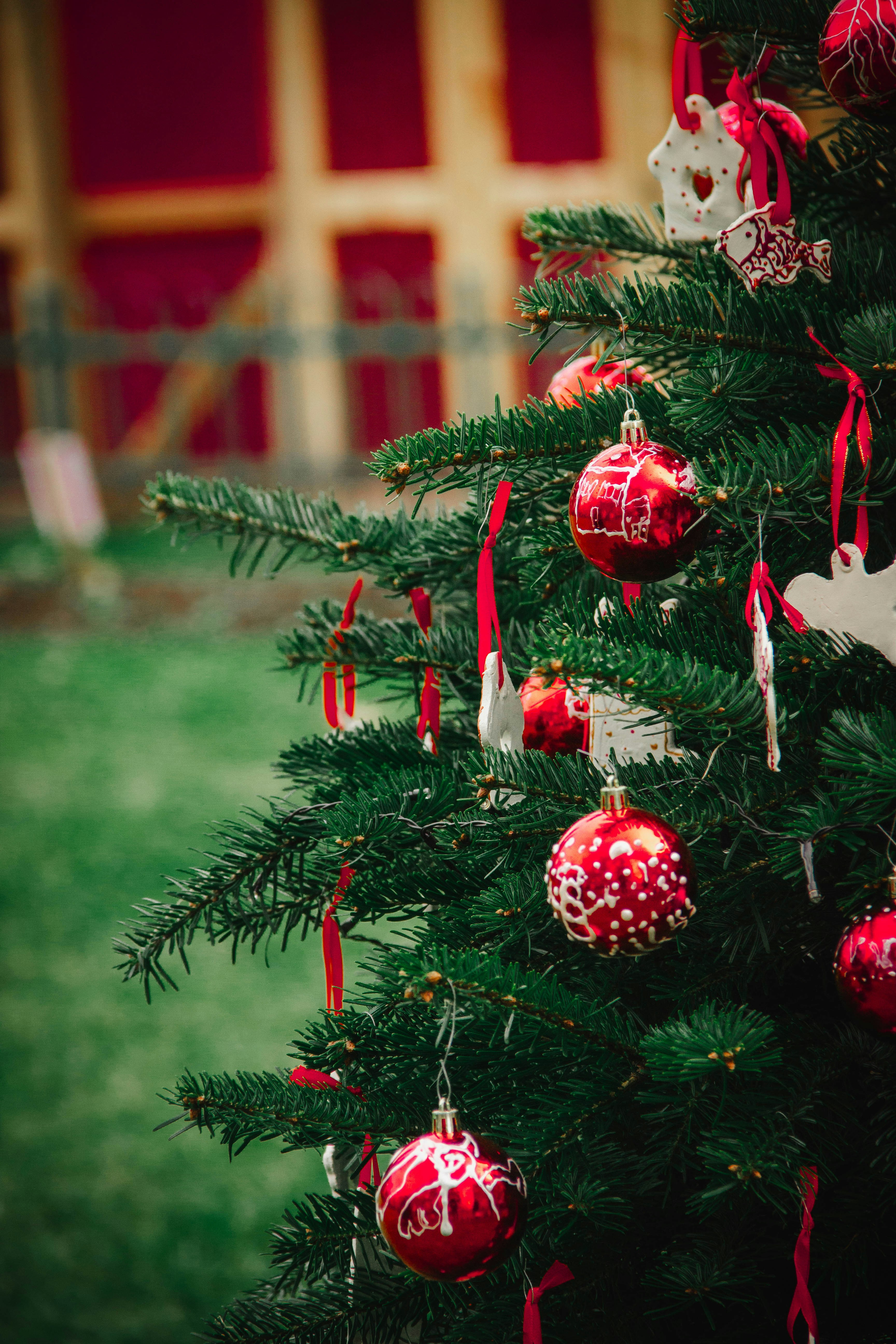 Ornamented Spotlight: A Christmas Tree in Focus
