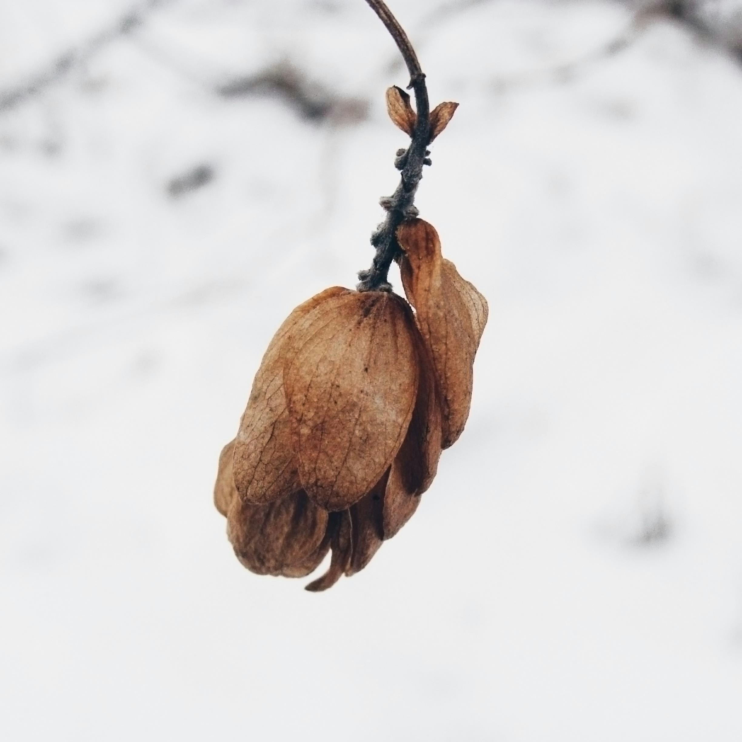 Withered Blossom Clinging to a Snowy Stillness