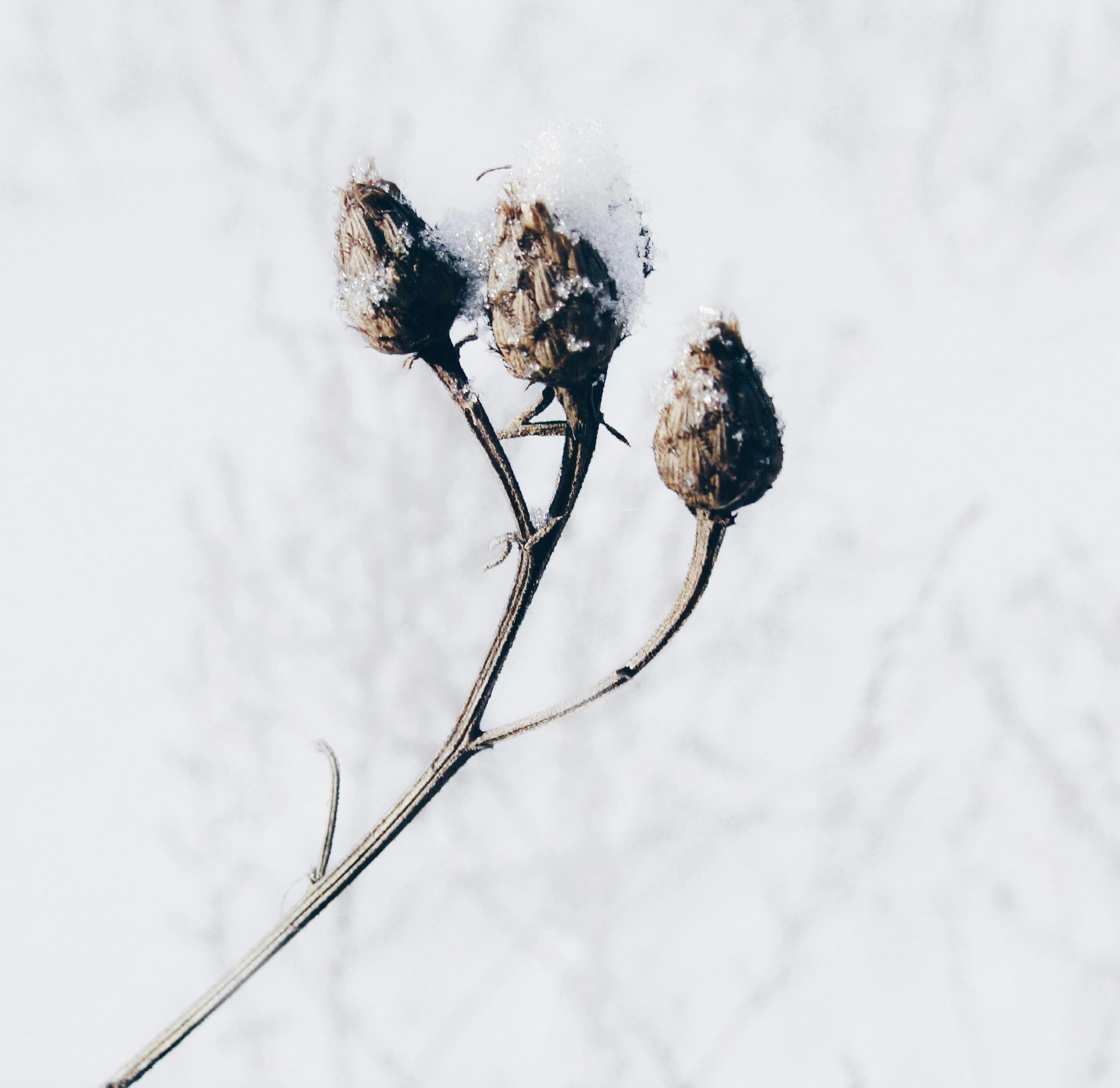 Snow-kissed seed heads framed by a pale winter background