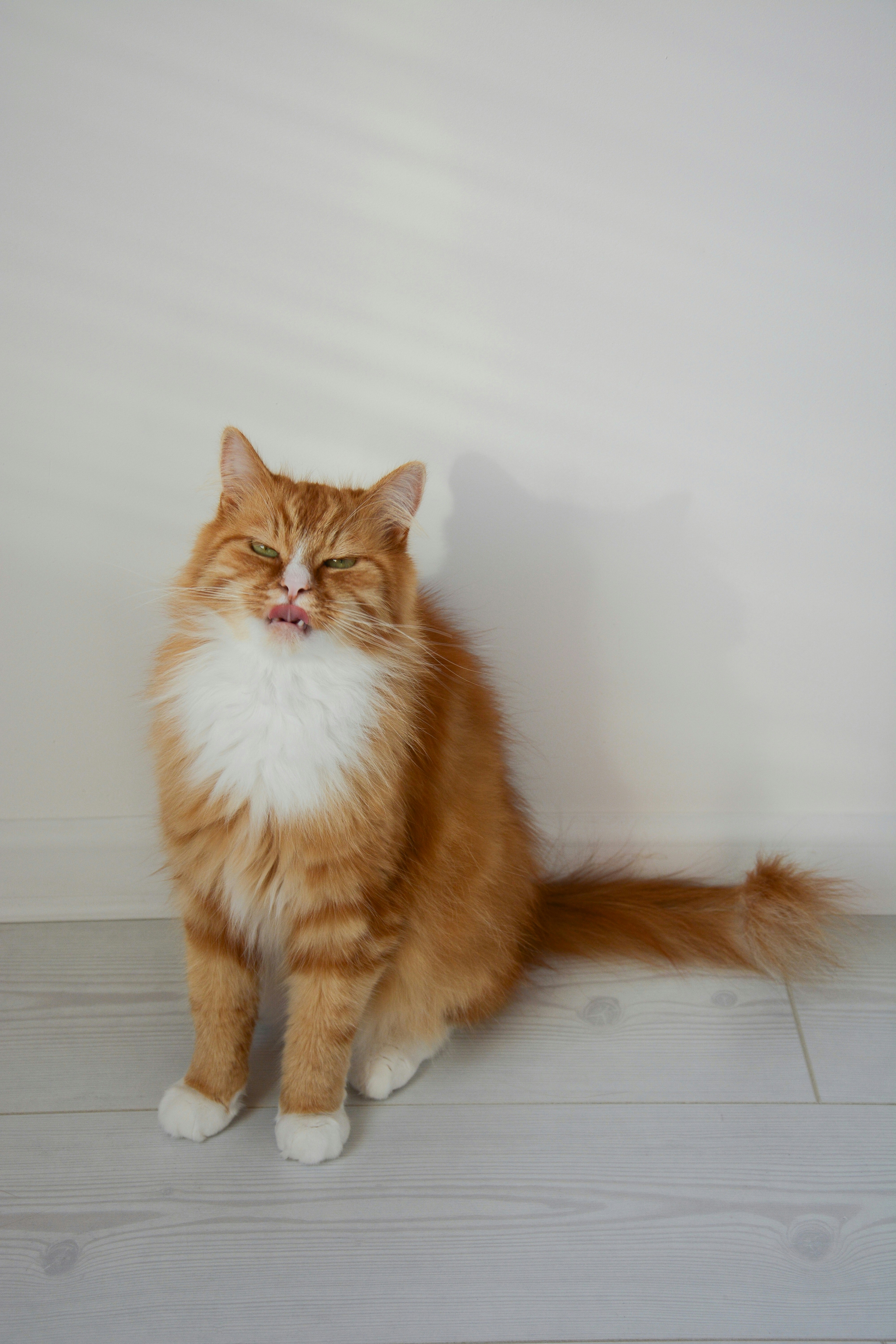 Fluffy Orange Sentinel in Soft Studio Light