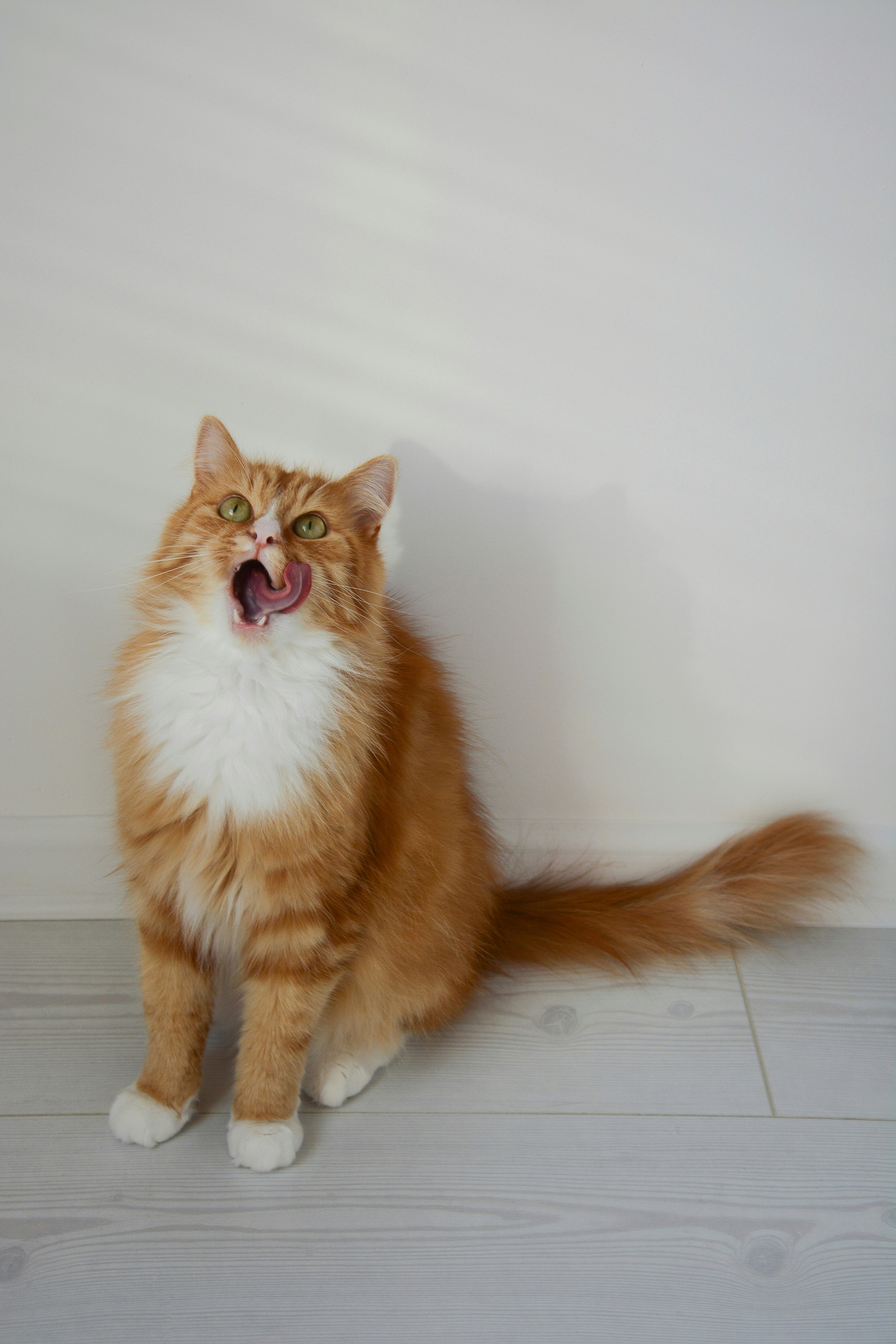 Curious Cat Mid-Meow: Ginger Coat Against a Pale Wall