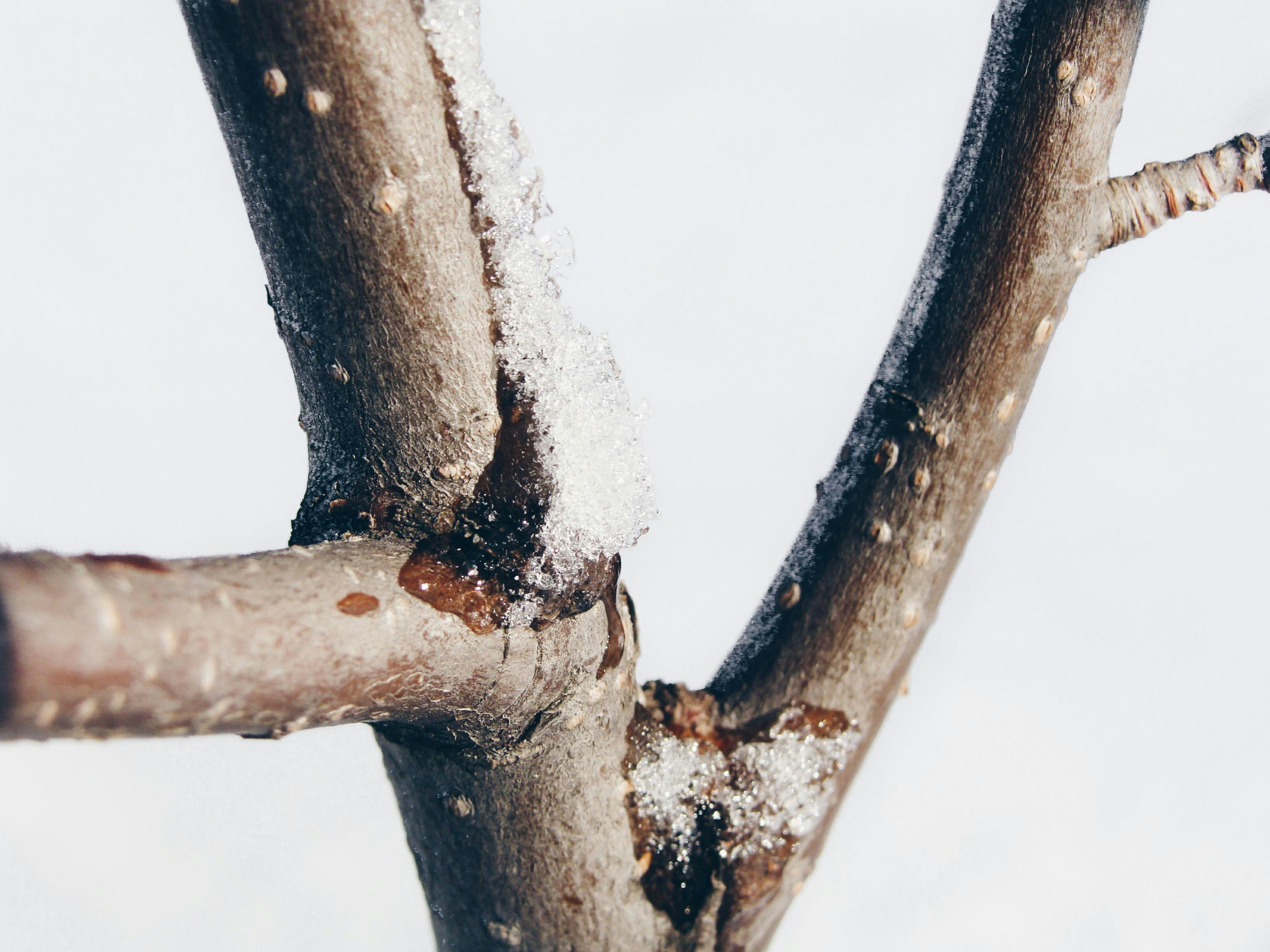 Frost-Kissed Branches: A Quiet Moment in Winter Wood