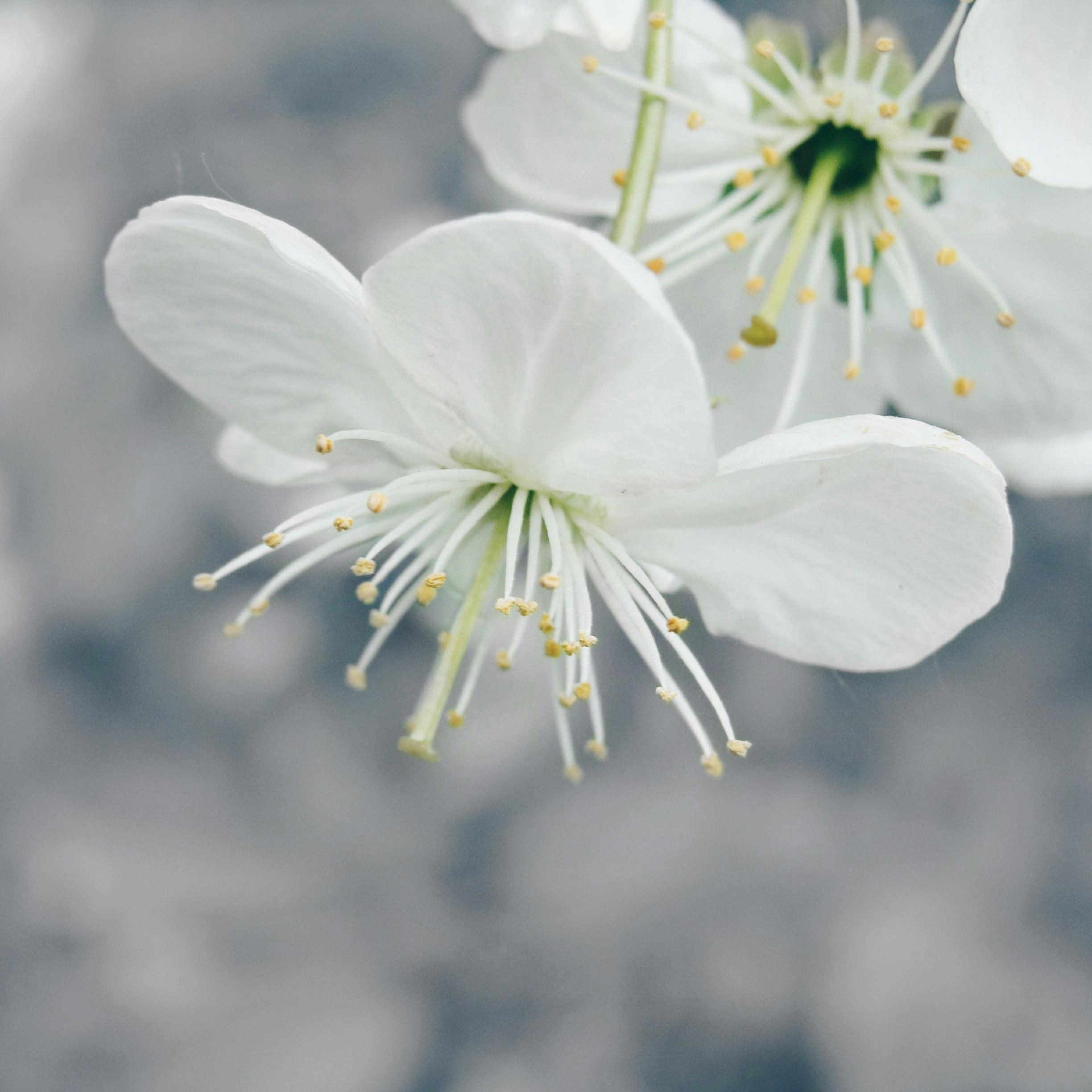 White blossoms on a soft, out-of-focus backdrop