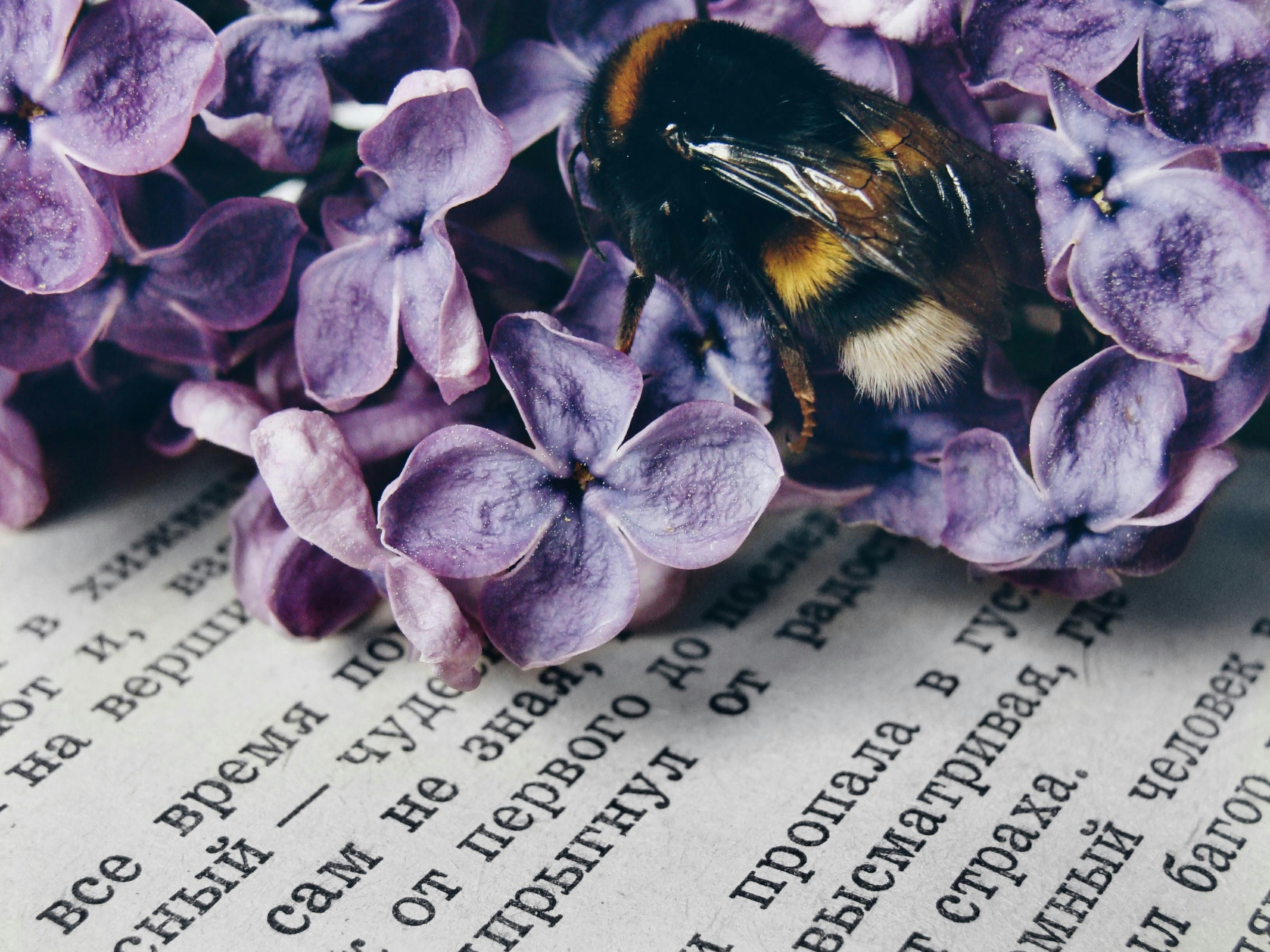 Buzz on Purple: A Bee Resting Among Violet Clusters
