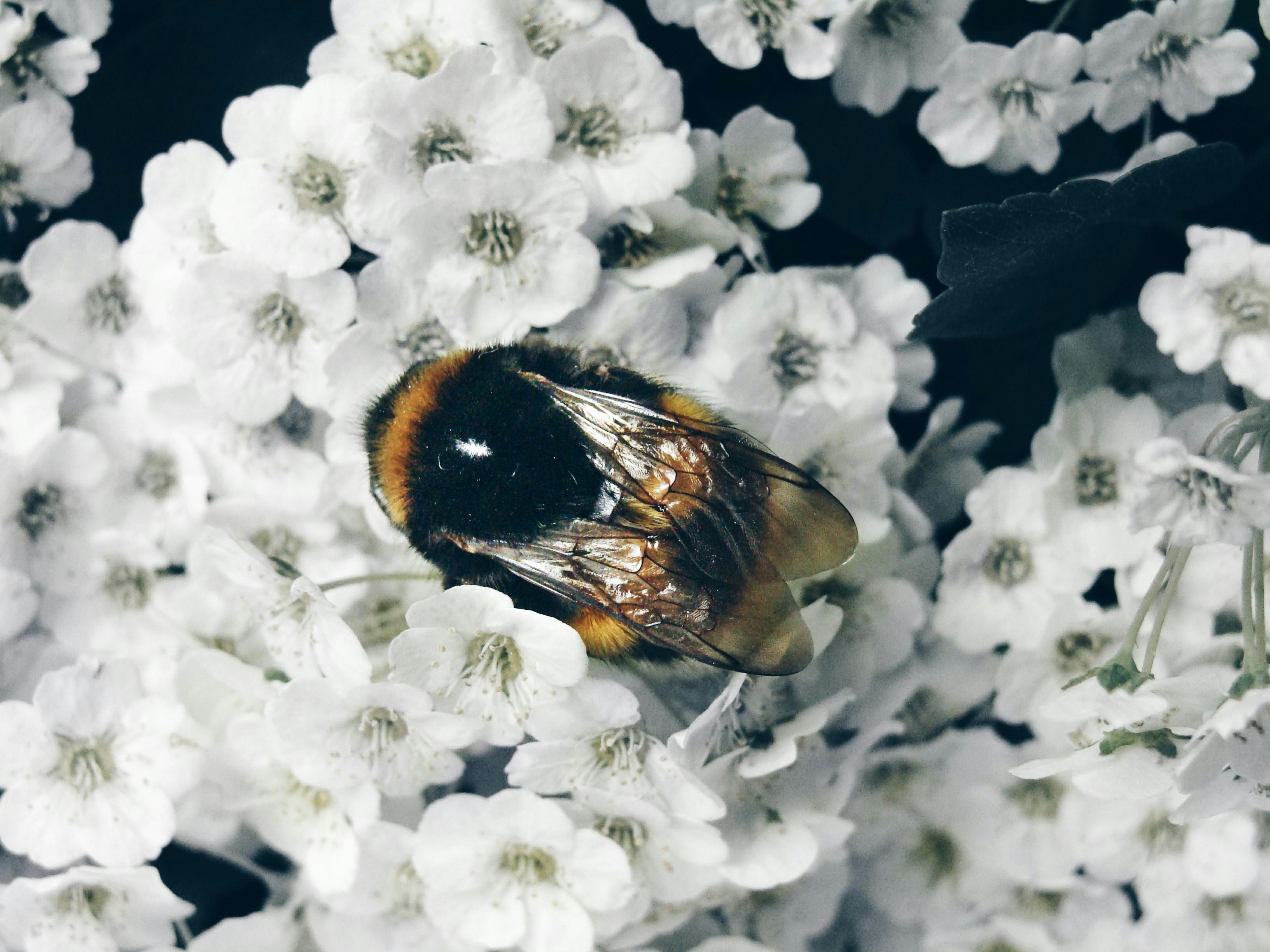 Amber-winged bee resting on a cluster of white blossoms