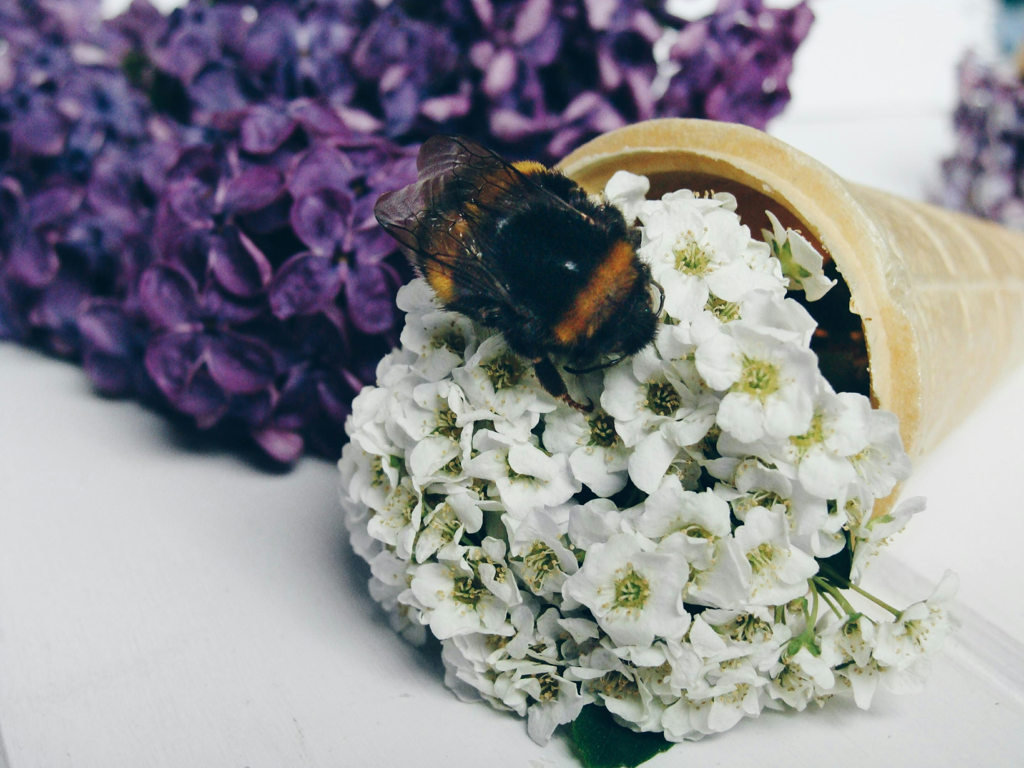 Bee on a White Floral Bouquet After a Cracked Ice Cone