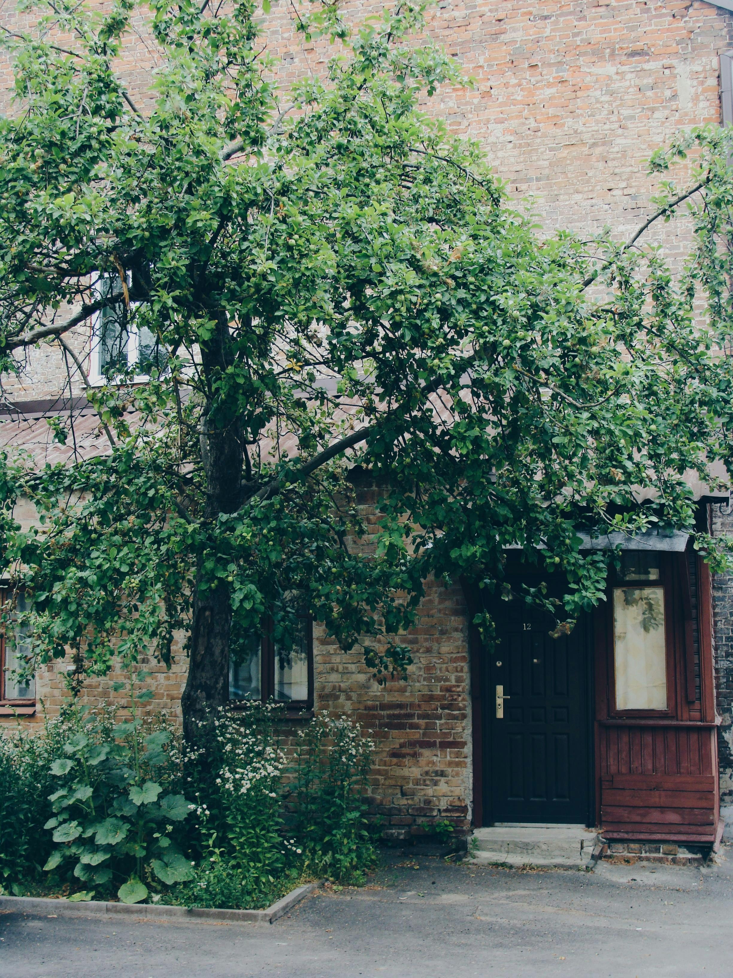 Vines Claiming a Brick Front Door