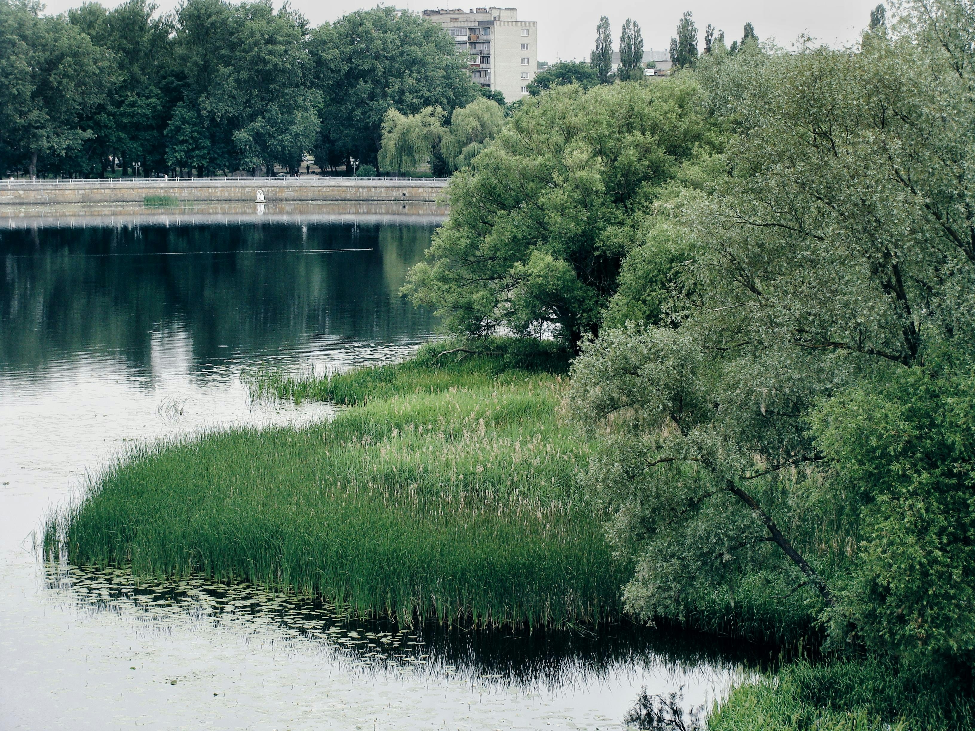 Urban riverbank serenade: reeds and trees frame a quiet waterway