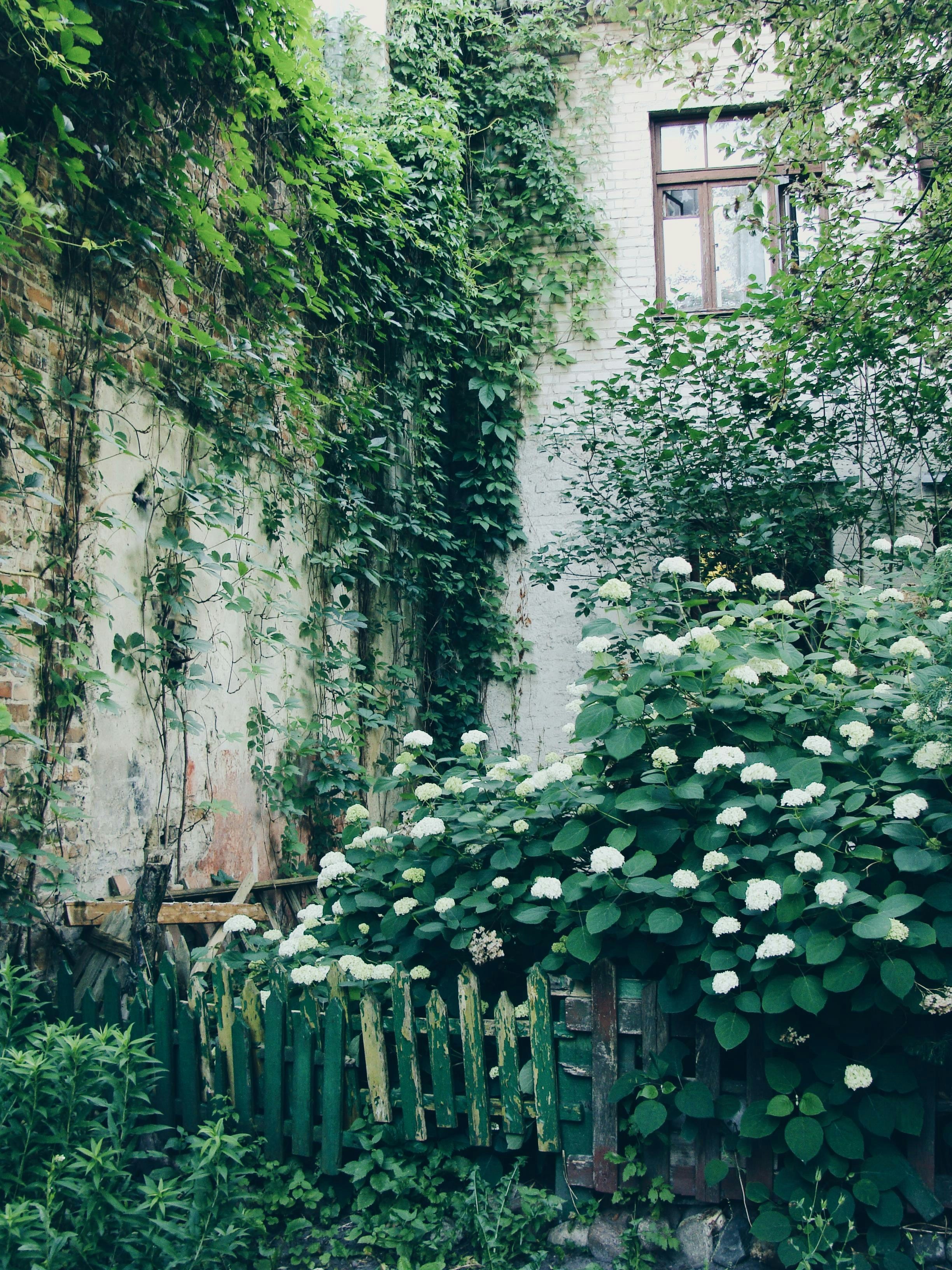 Overgrown Courtyard's Quiet Portrait