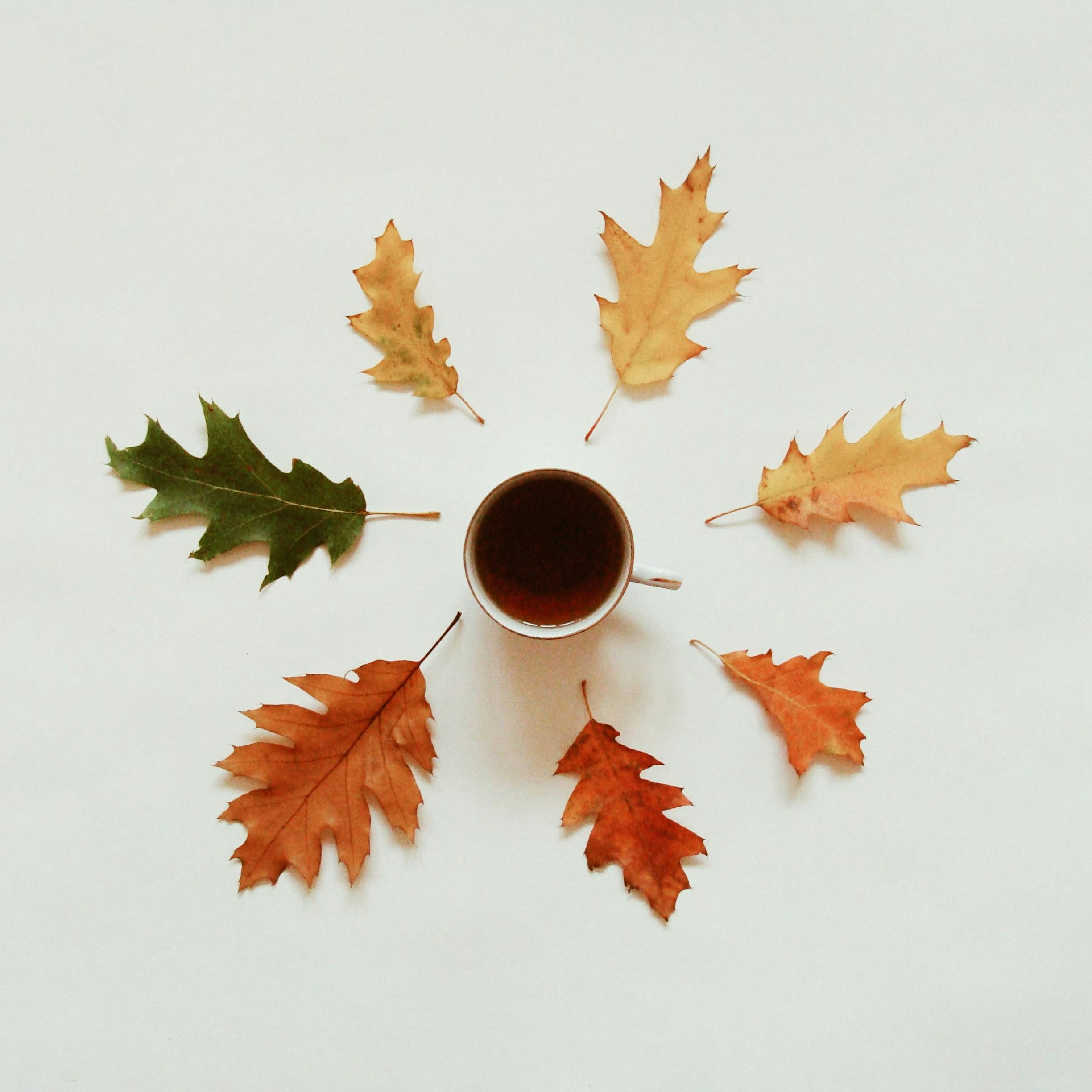 Symmetrical Autumn Espresso Orbit
