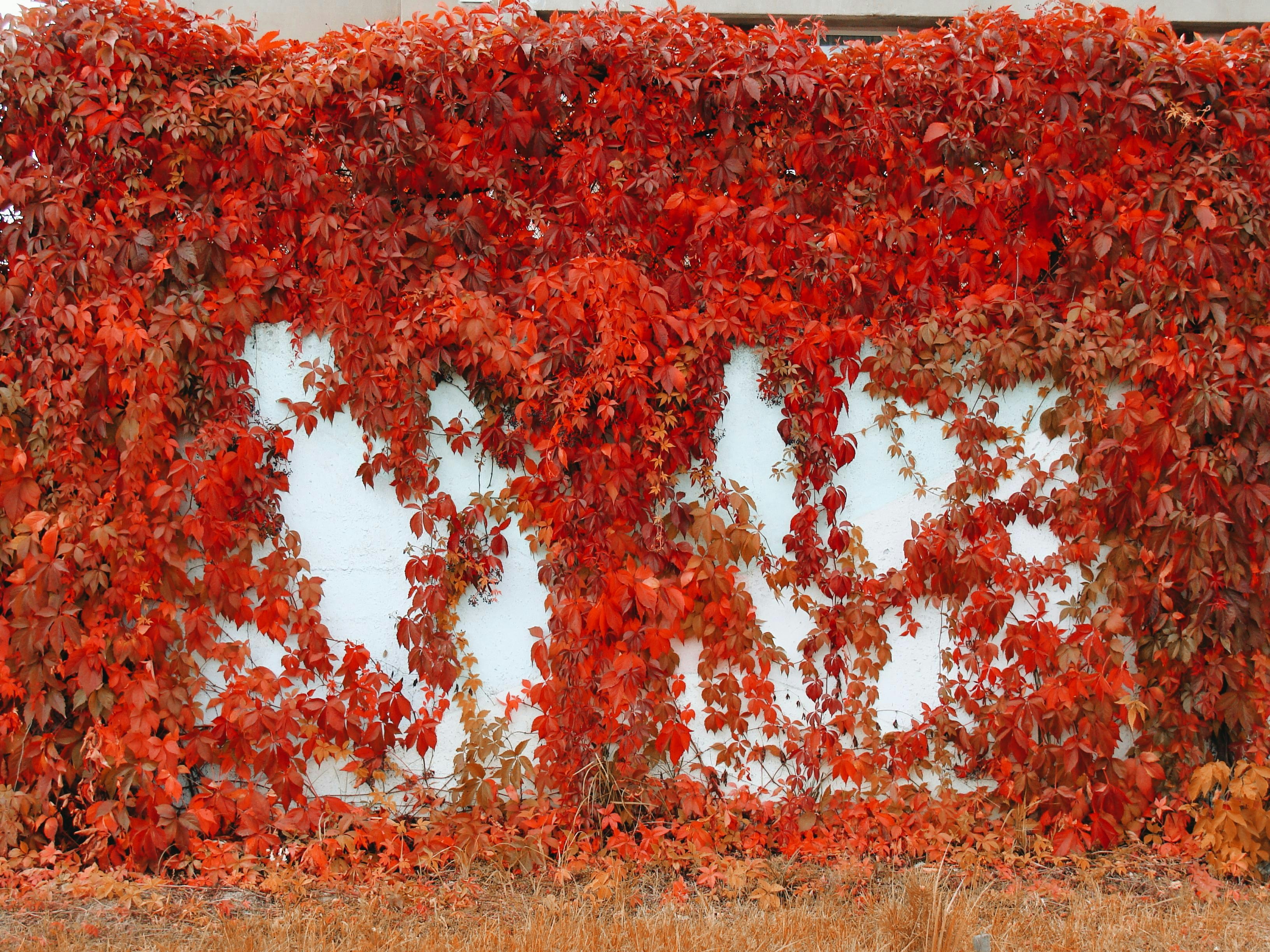 Crimson Ivy Curtain Against White Wall
