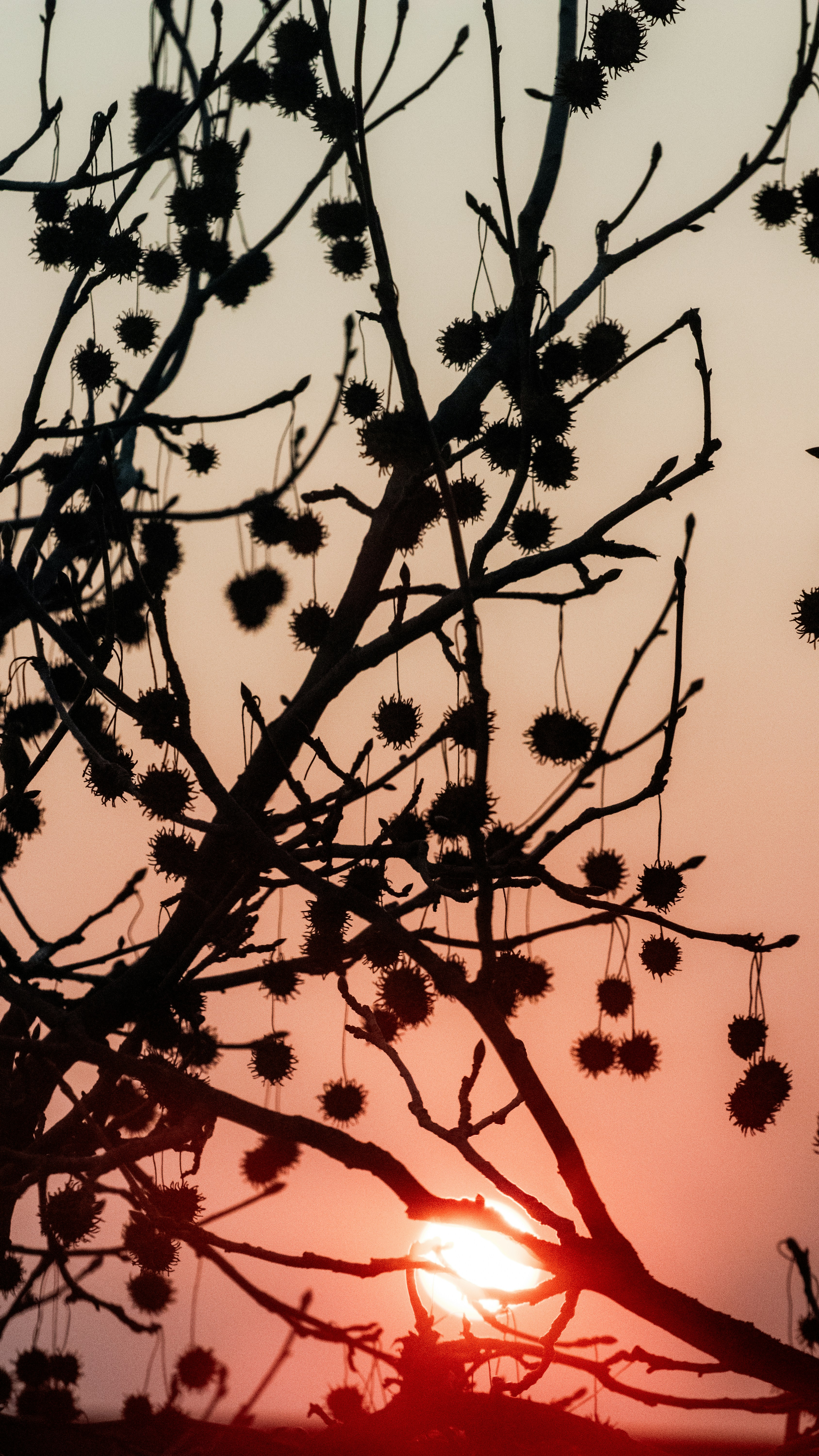 Branches in Bloom at Sunset: Silhouetted Orbs Against a Warm Horizon