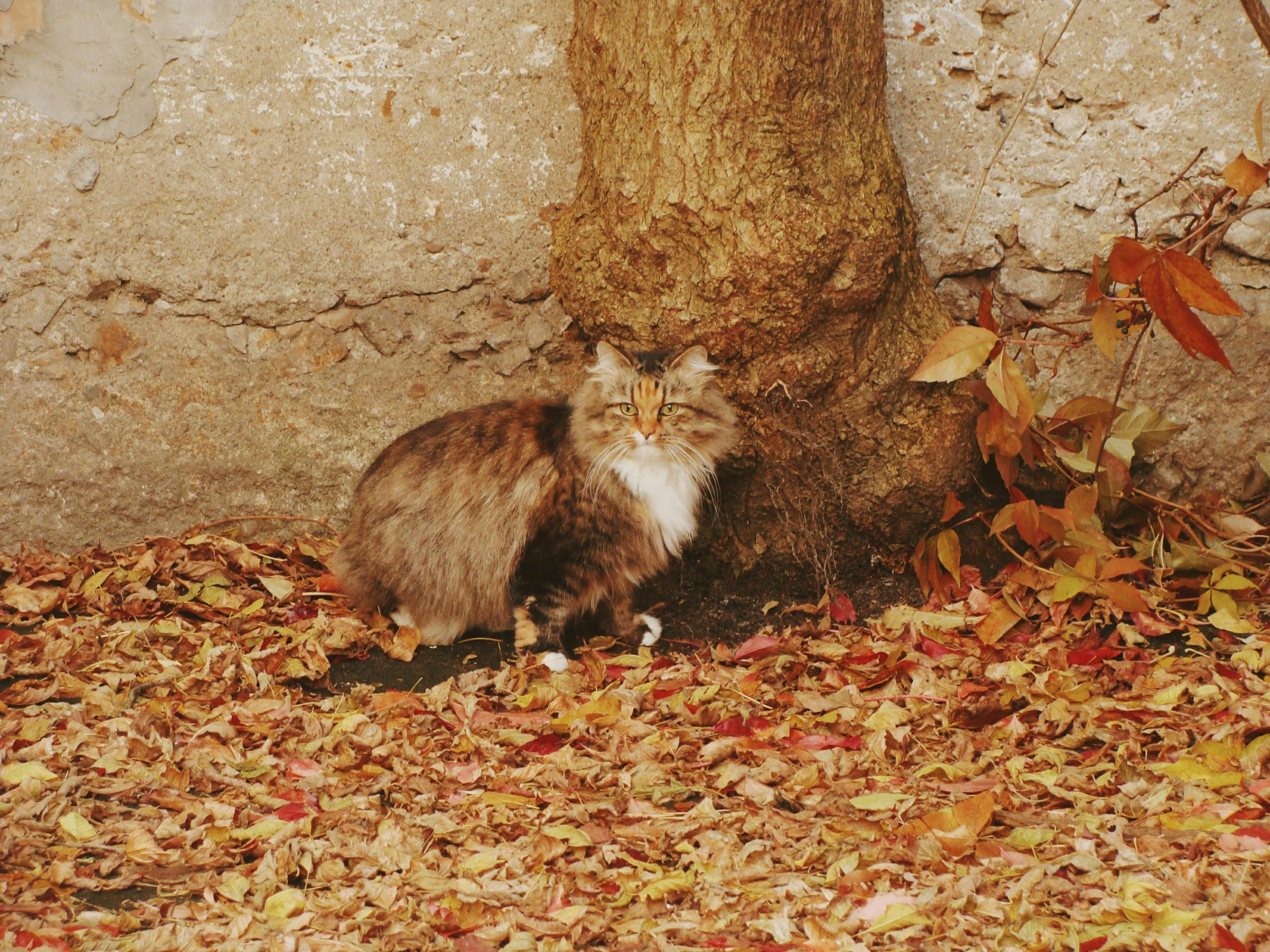 Autumn Cat Beneath the Orchard Tree