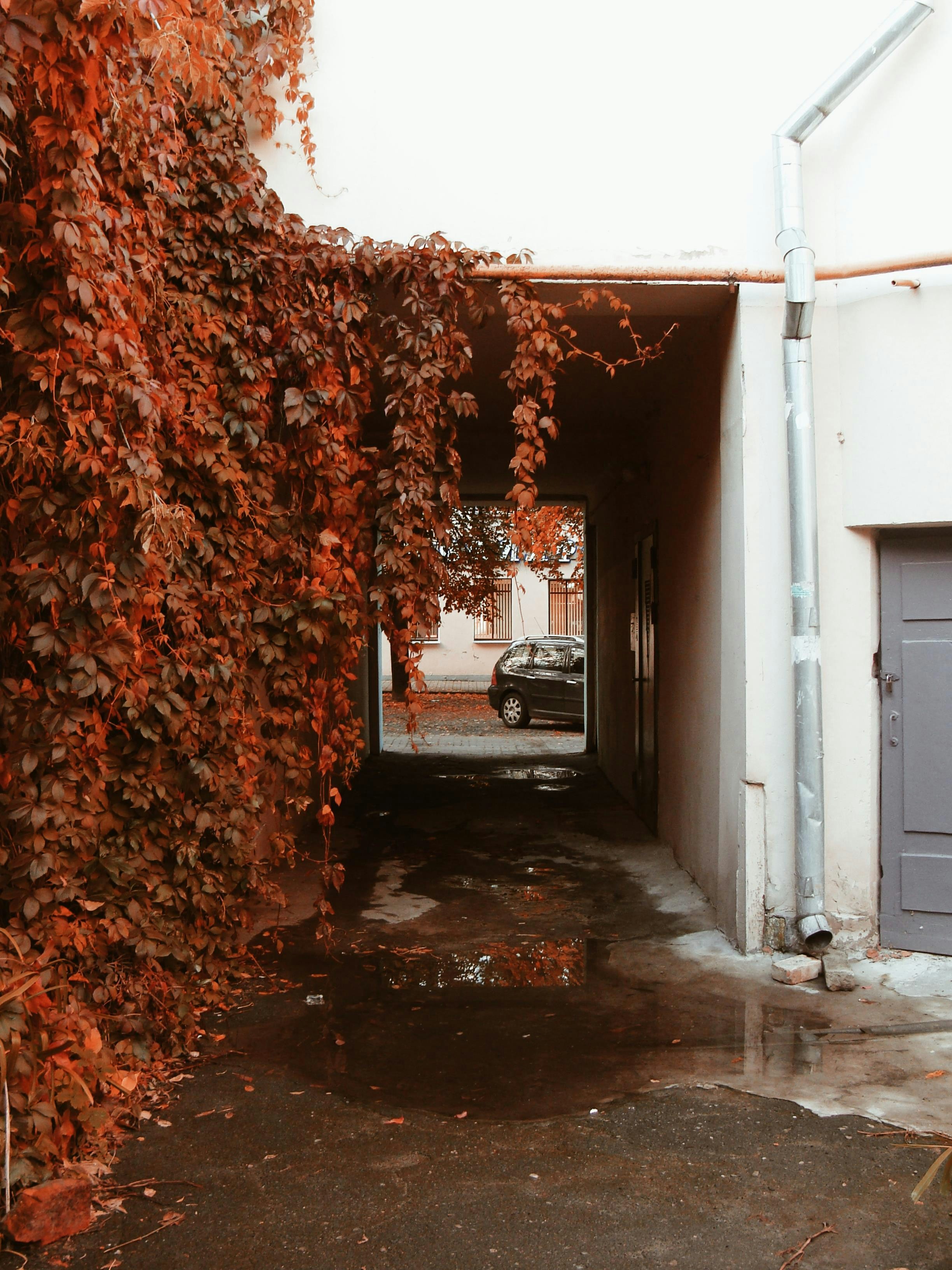 Hidden Car in the Ivy Corridor