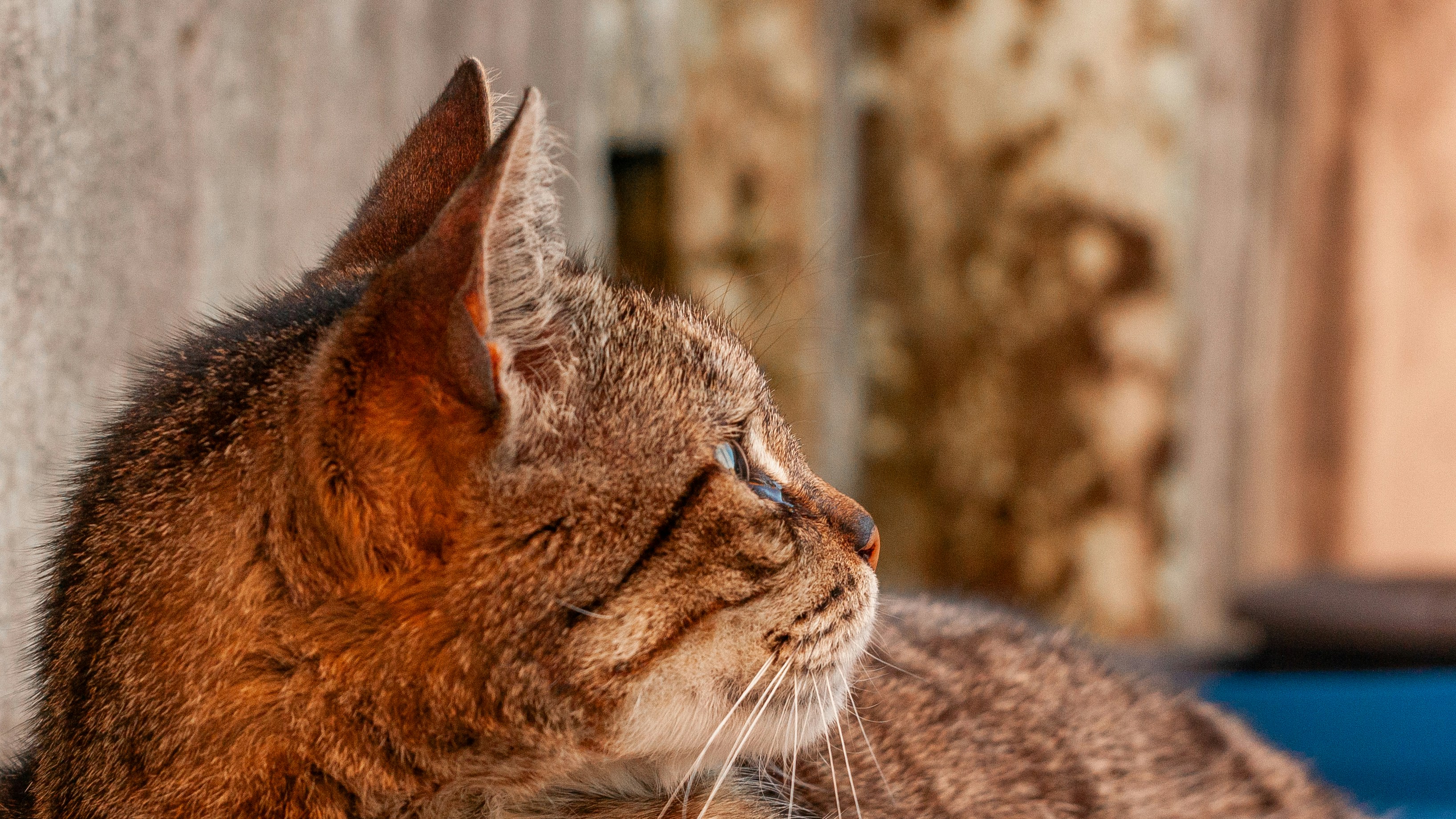Profile of Dawn-Hued Tiger: A Cat’s Quiet Gaze