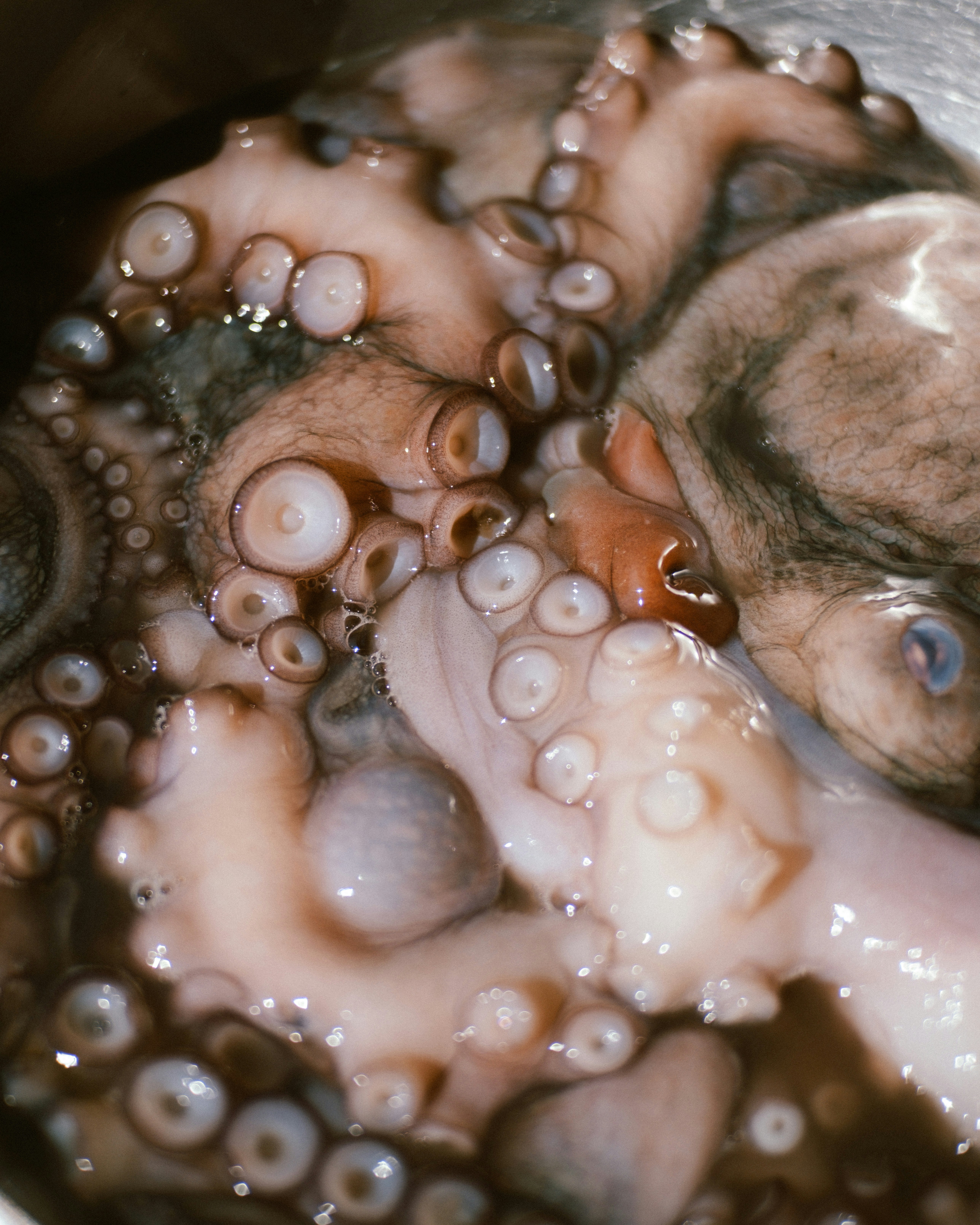 Tangled in a Tide of Tiny Orbs: An Octopus Encounter