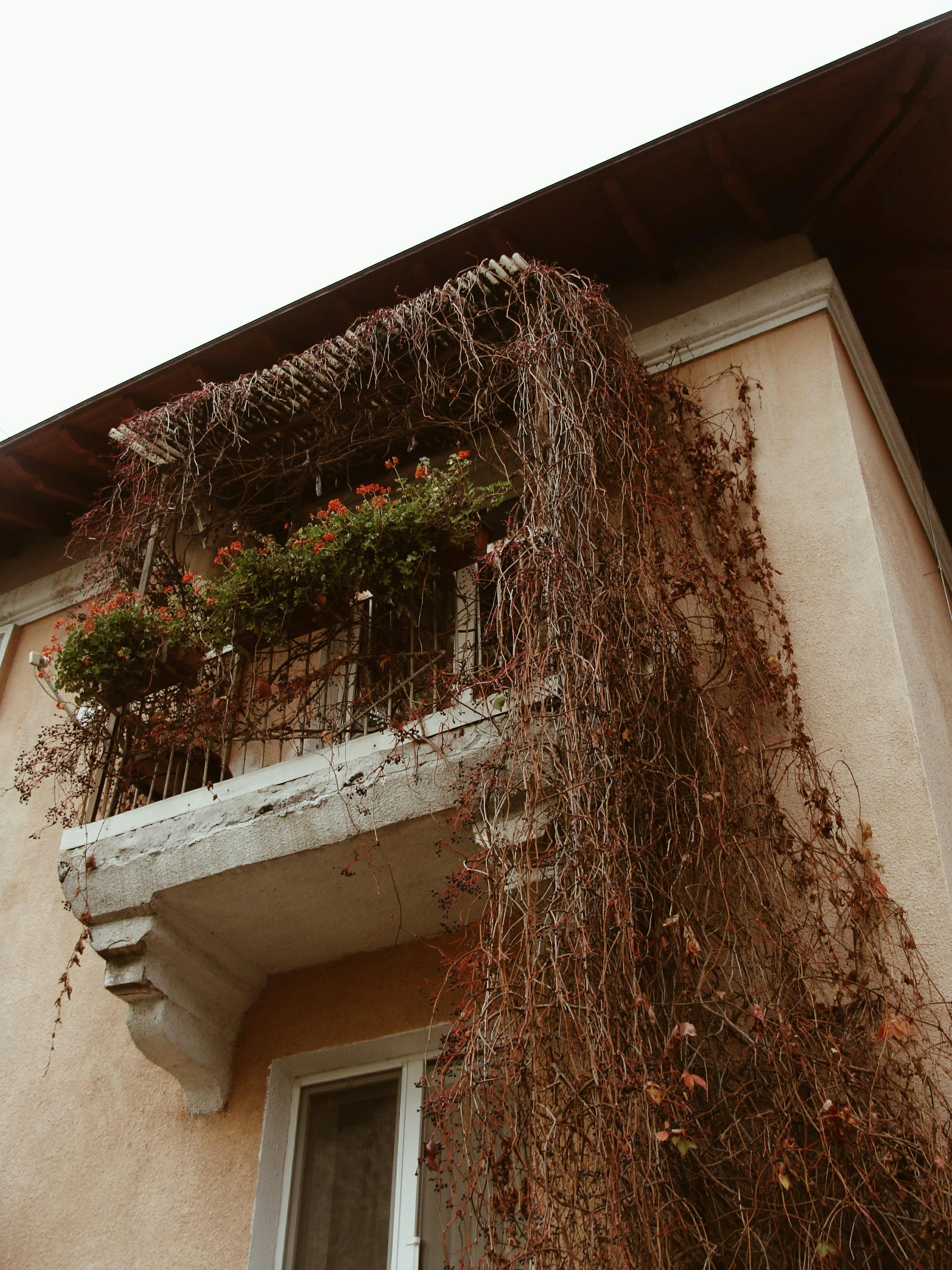 Overgrown Balcony Verge: A Crumbling Facade Framed by Weeping Tendrils