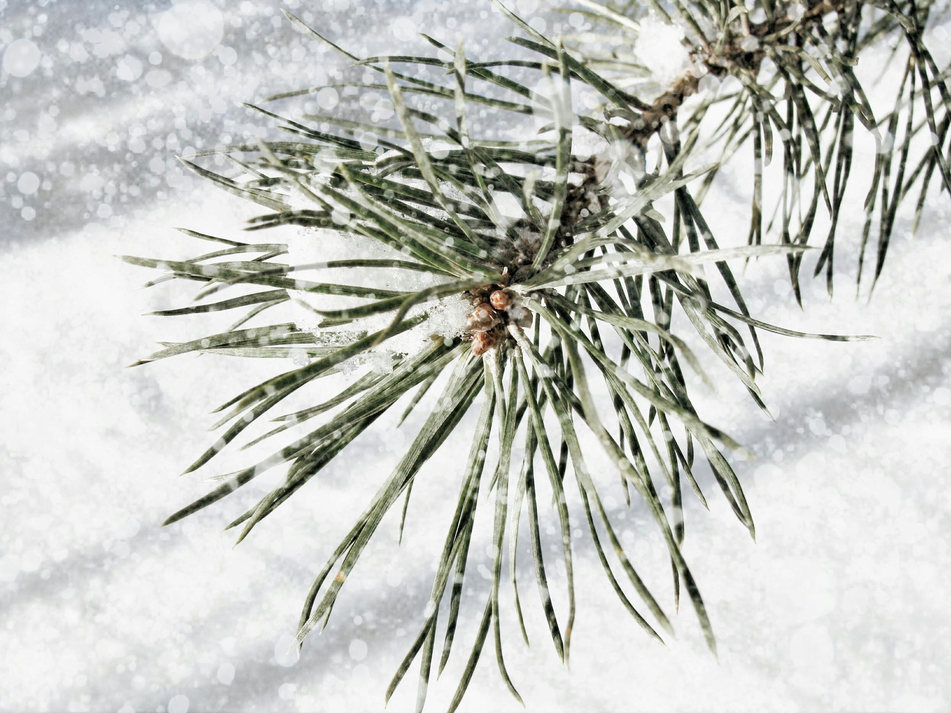 Snow-Kissed Pine Needle Burst
