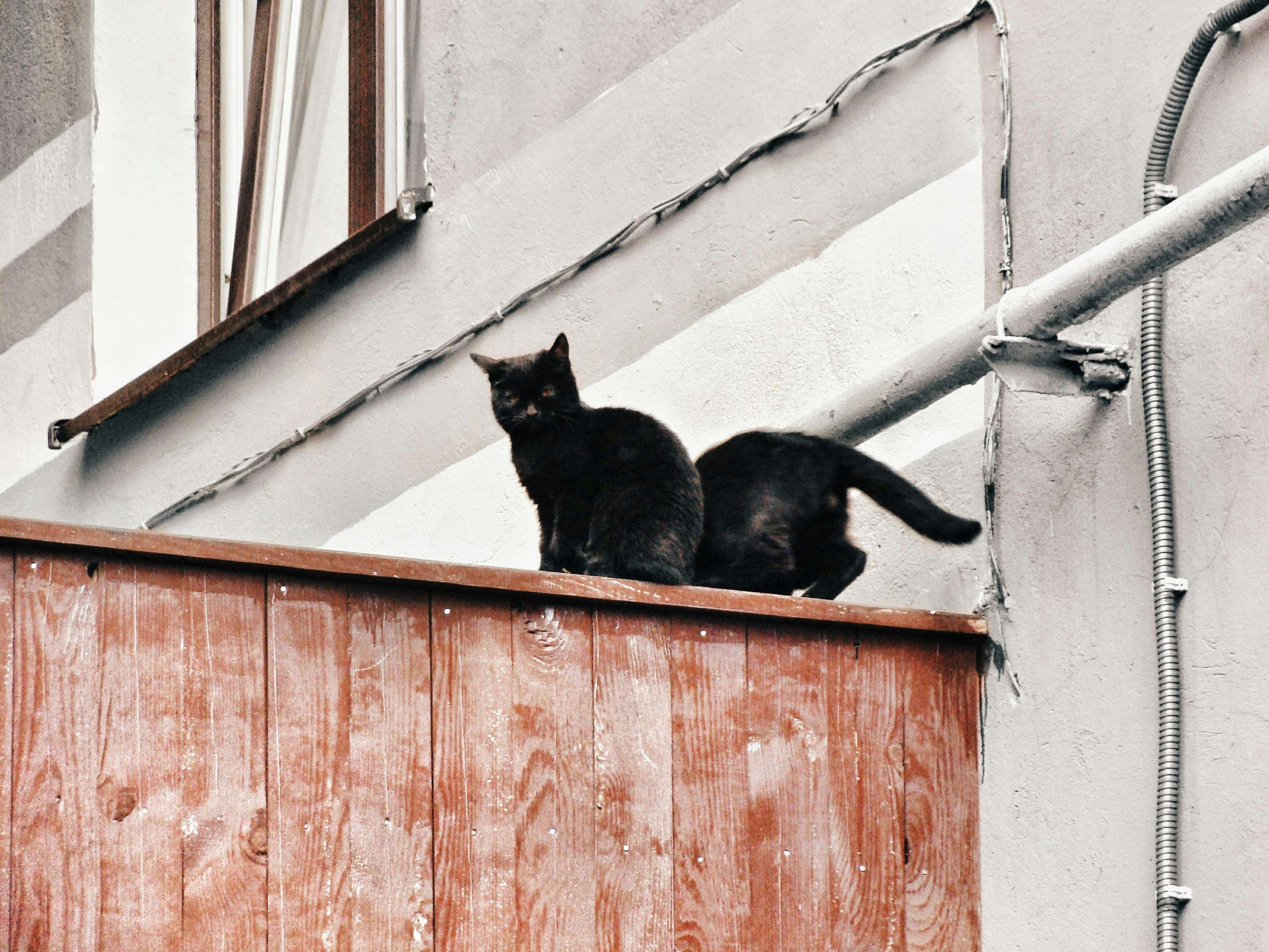 black cats on the roof