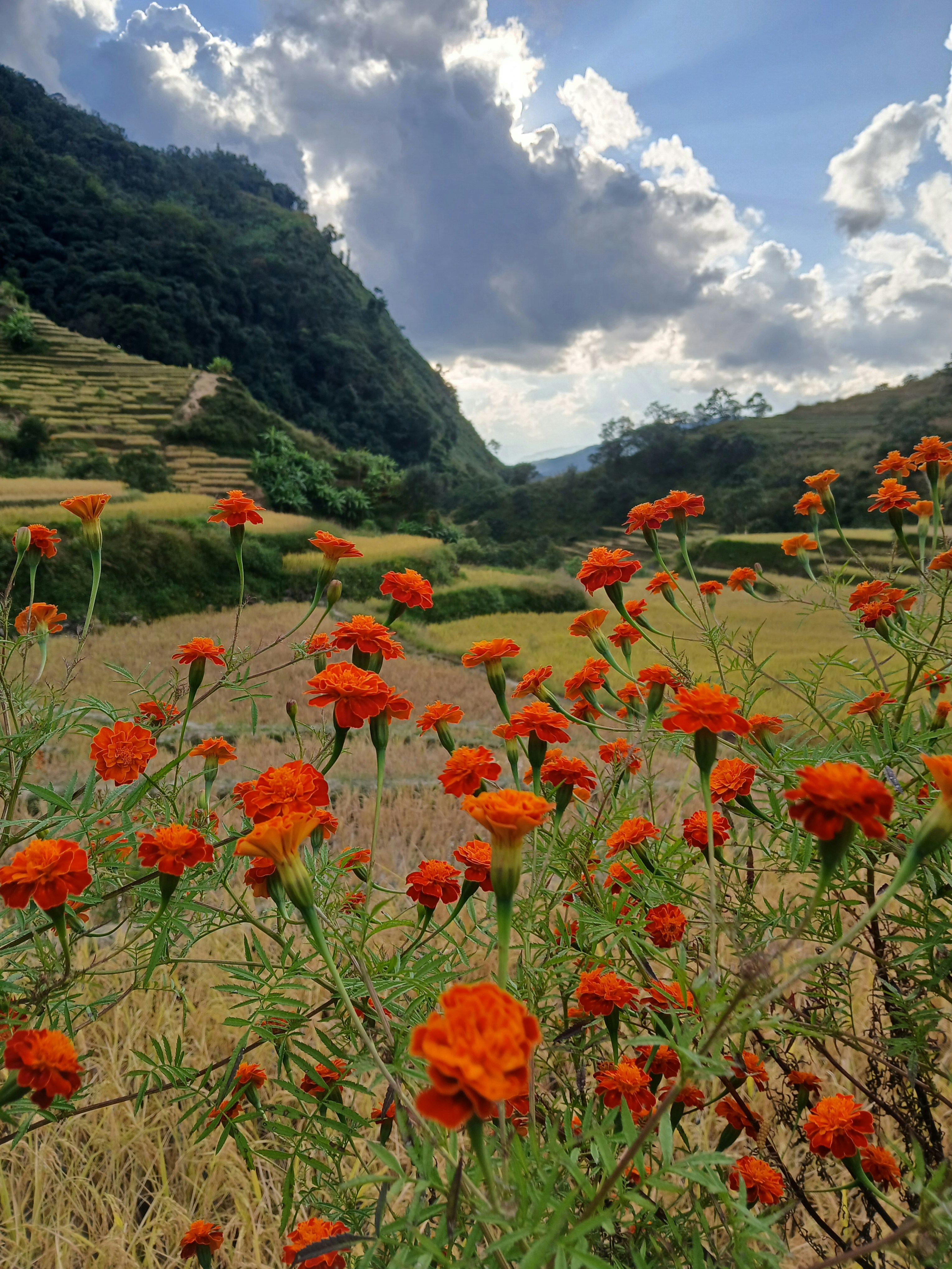 Orange marigolds in a field with mountains